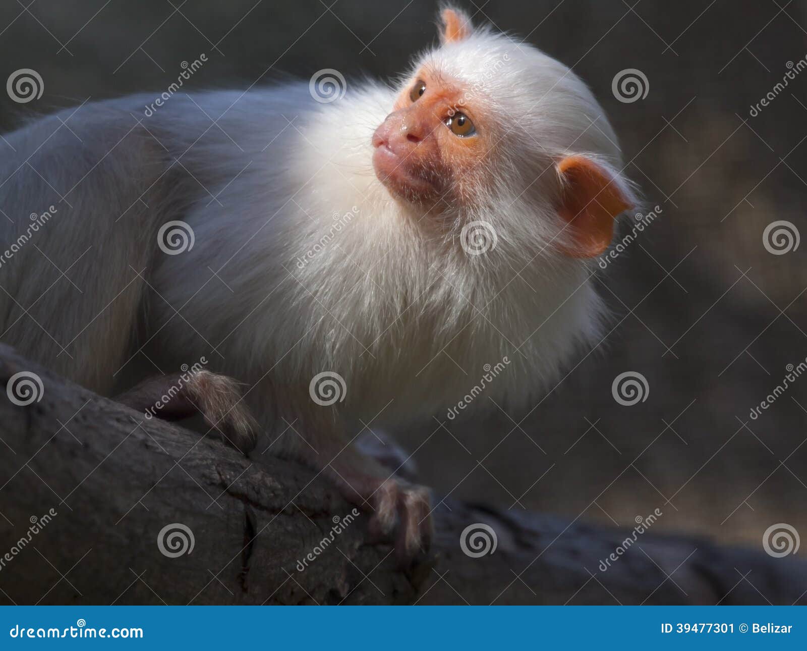 Silvery marmoset stock image. Image of marmoset, small - 39477301