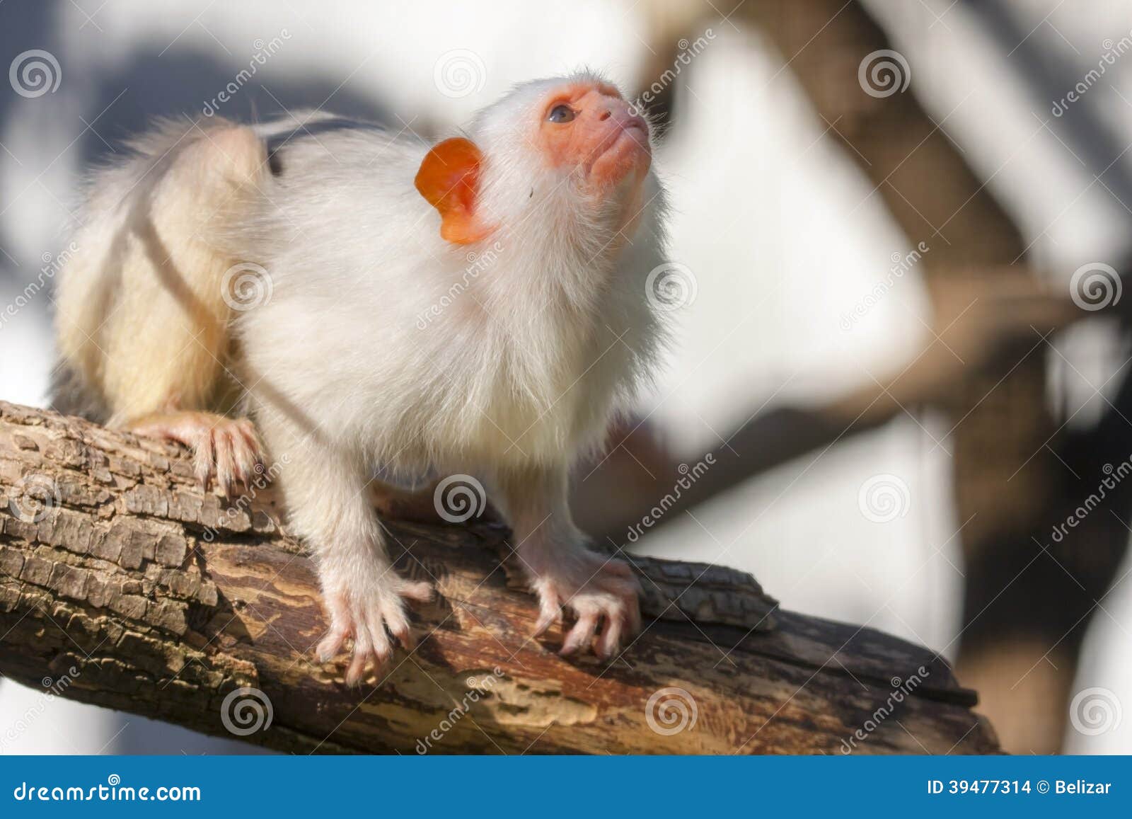 Silvery marmoset stock photo. Image of primate, argentata - 39477314