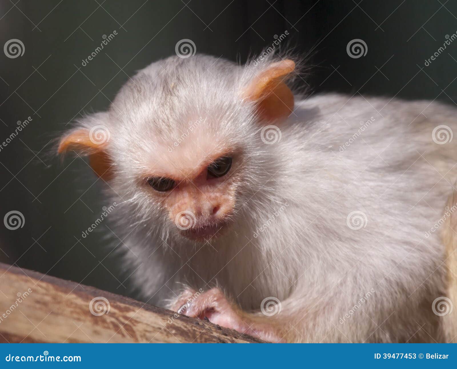 Silvery marmoset stock image. Image of argentatus, primate - 39477453