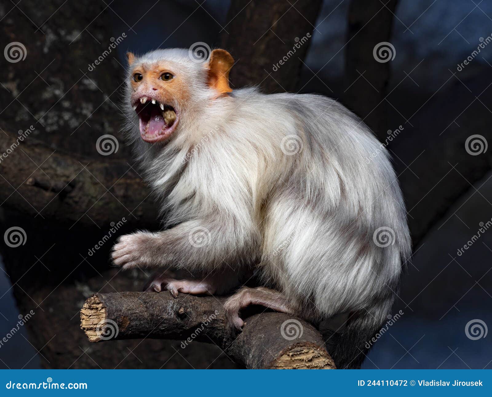 Silvery Marmoset, Mico Argentatus, Shows Decayed Teeth Stock Photo ...