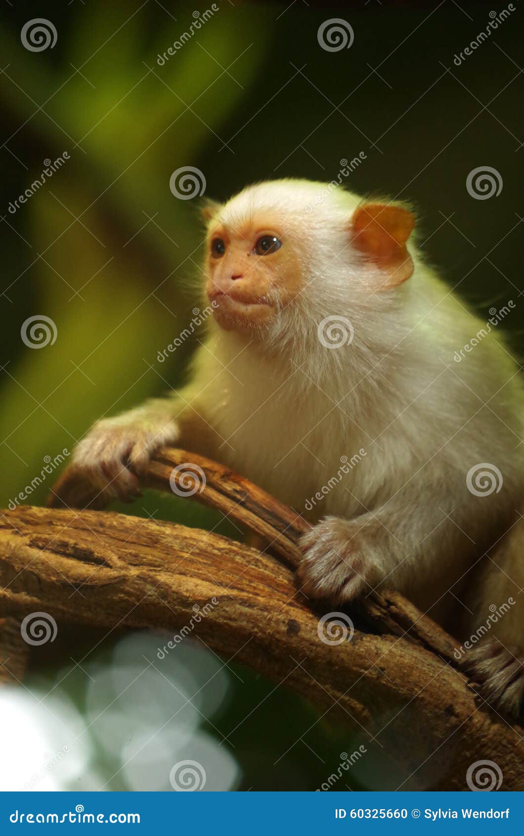 Silvery marmoset stock photo. Image of silver, animal - 60325660