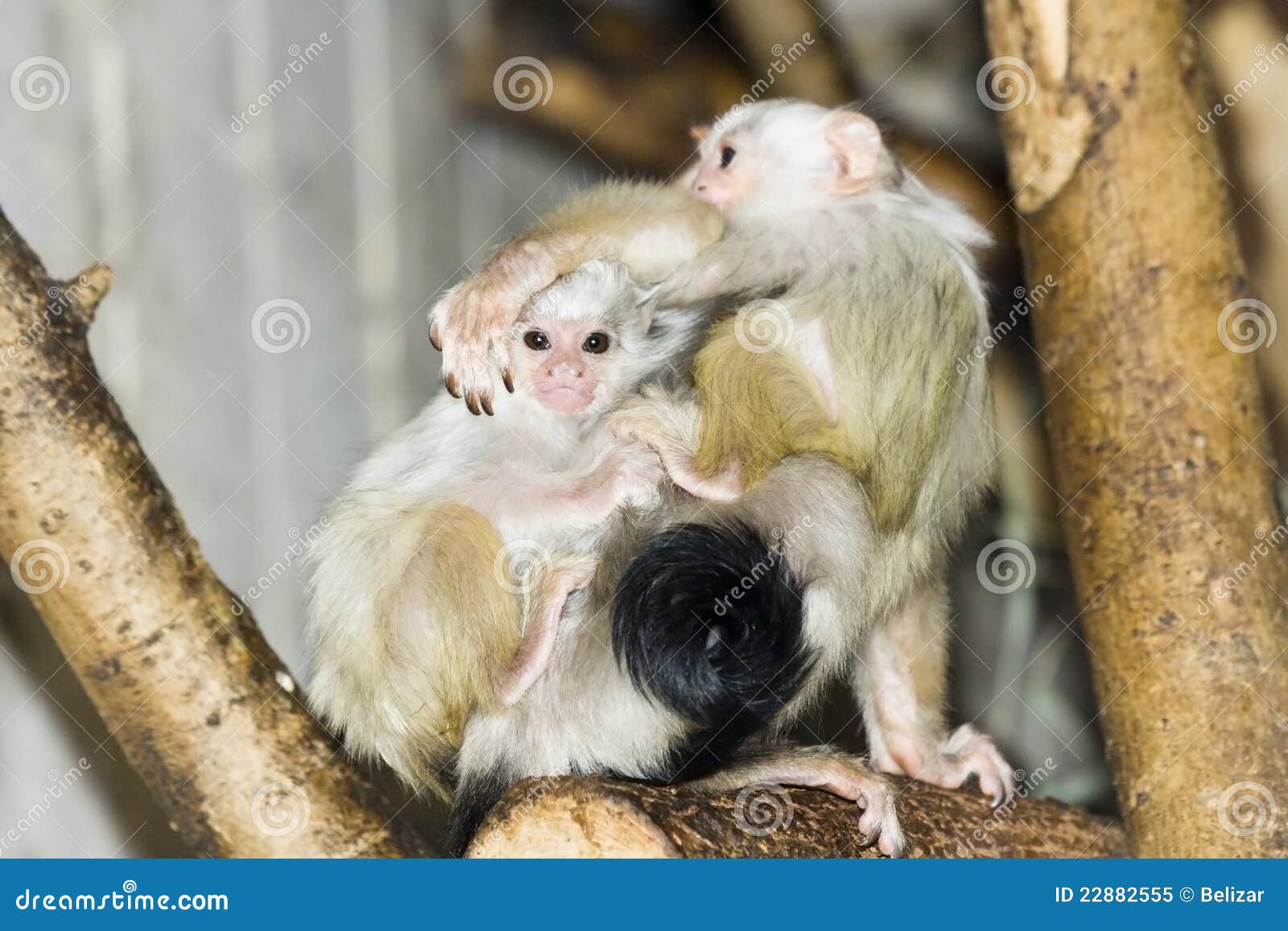 Silvery Marmosets (Callithrix Argentata) Stock Image - Image of mico ...