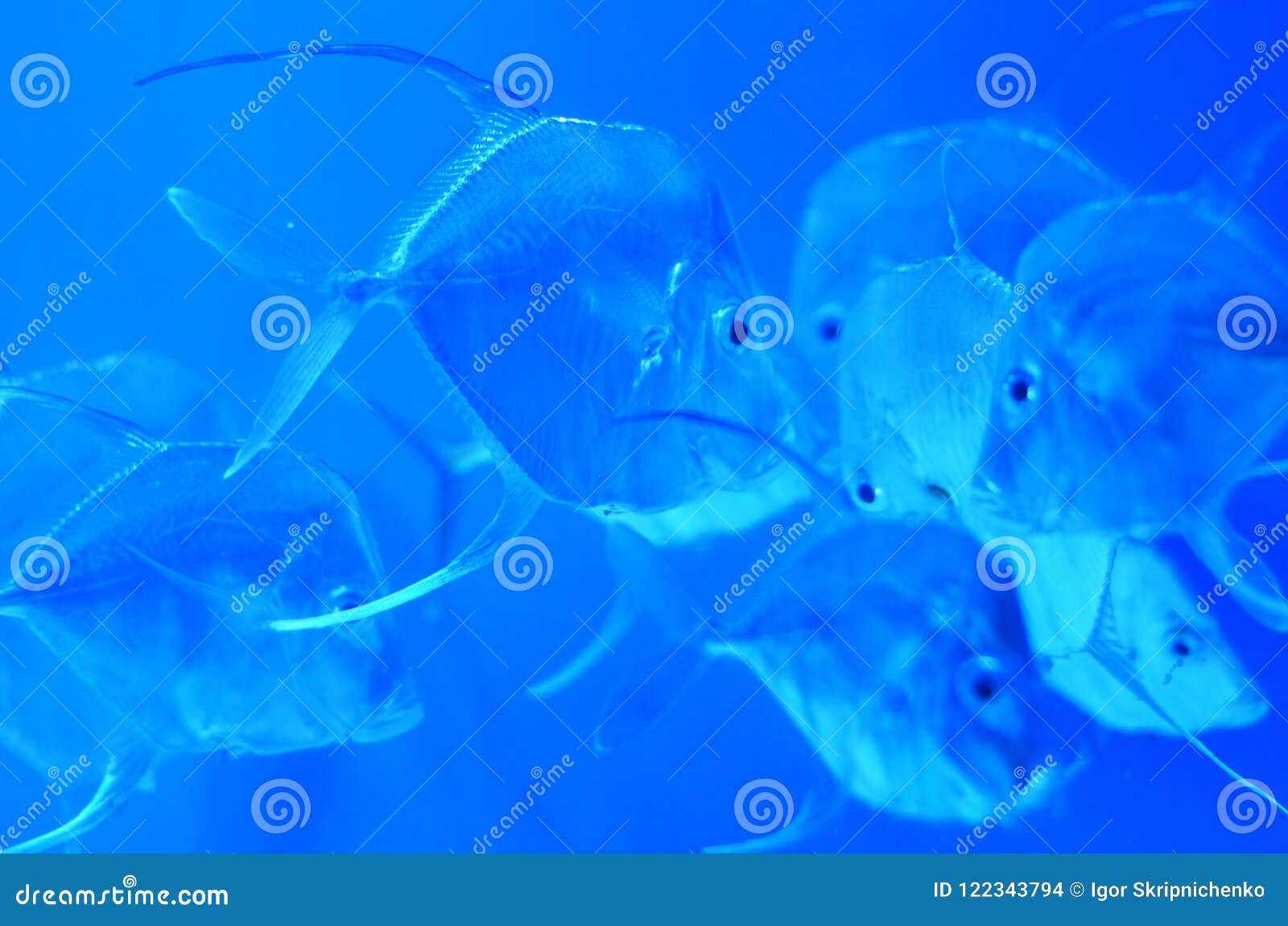 Silvery, almost Transparent Fish Float in Water Stock Photo - Image of ...