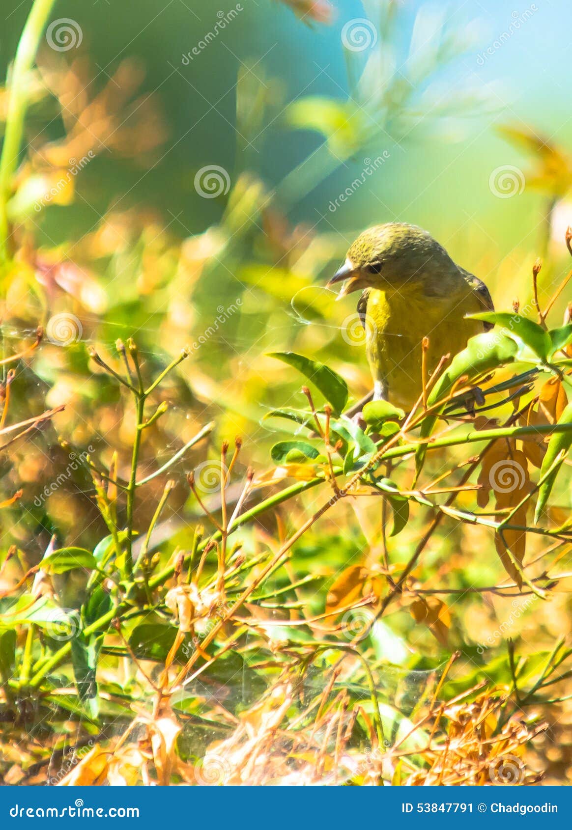 Silvia Gialla (petecchia Del Setophaga) Immagine Stock - Immagine di ...