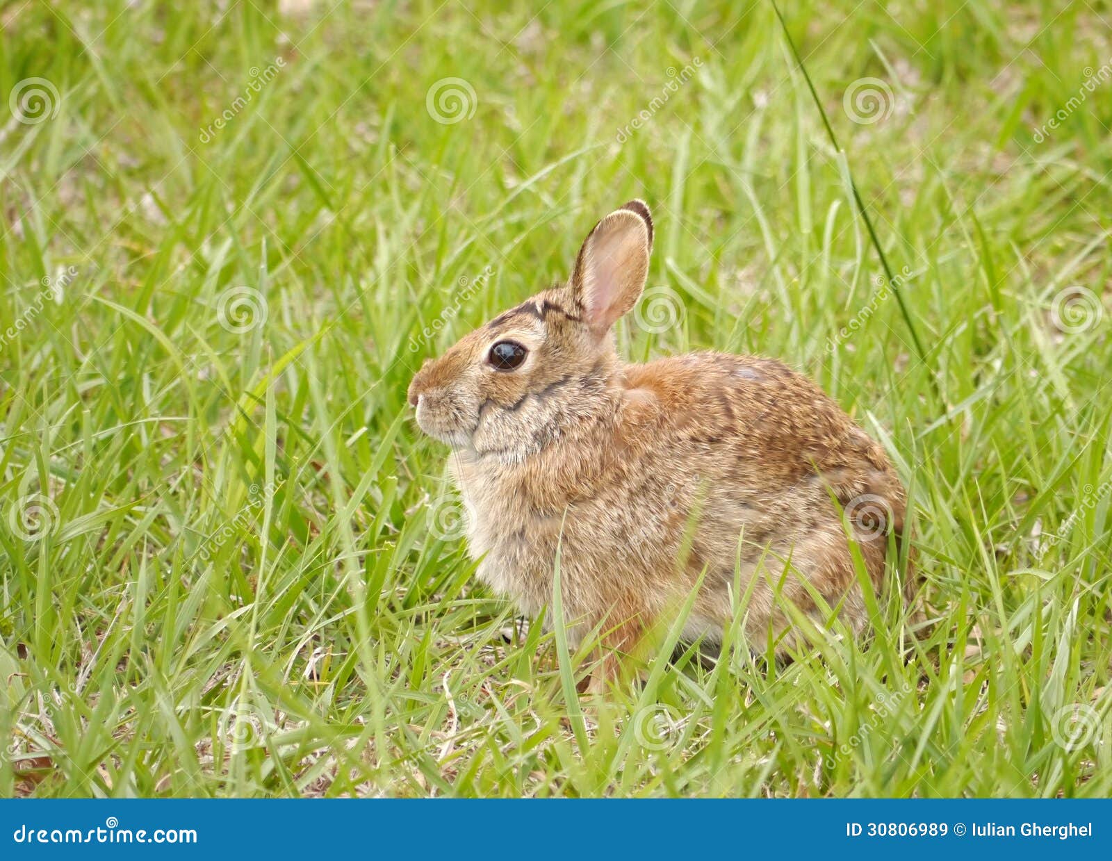 Silvilago Orientale - Sylvilagus Floridanus Immagine Stock - Immagine ...
