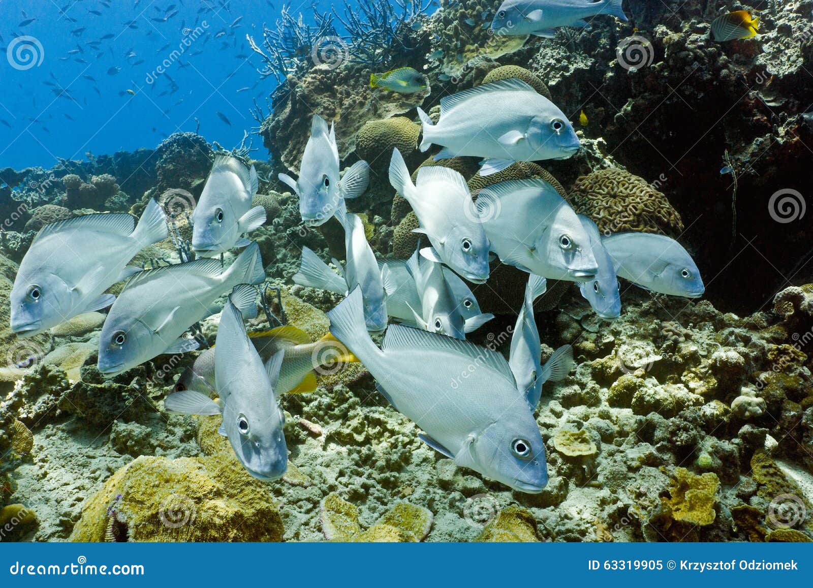 Silwer sweetlips fish stock image. Image of marine, shoal - 63319905