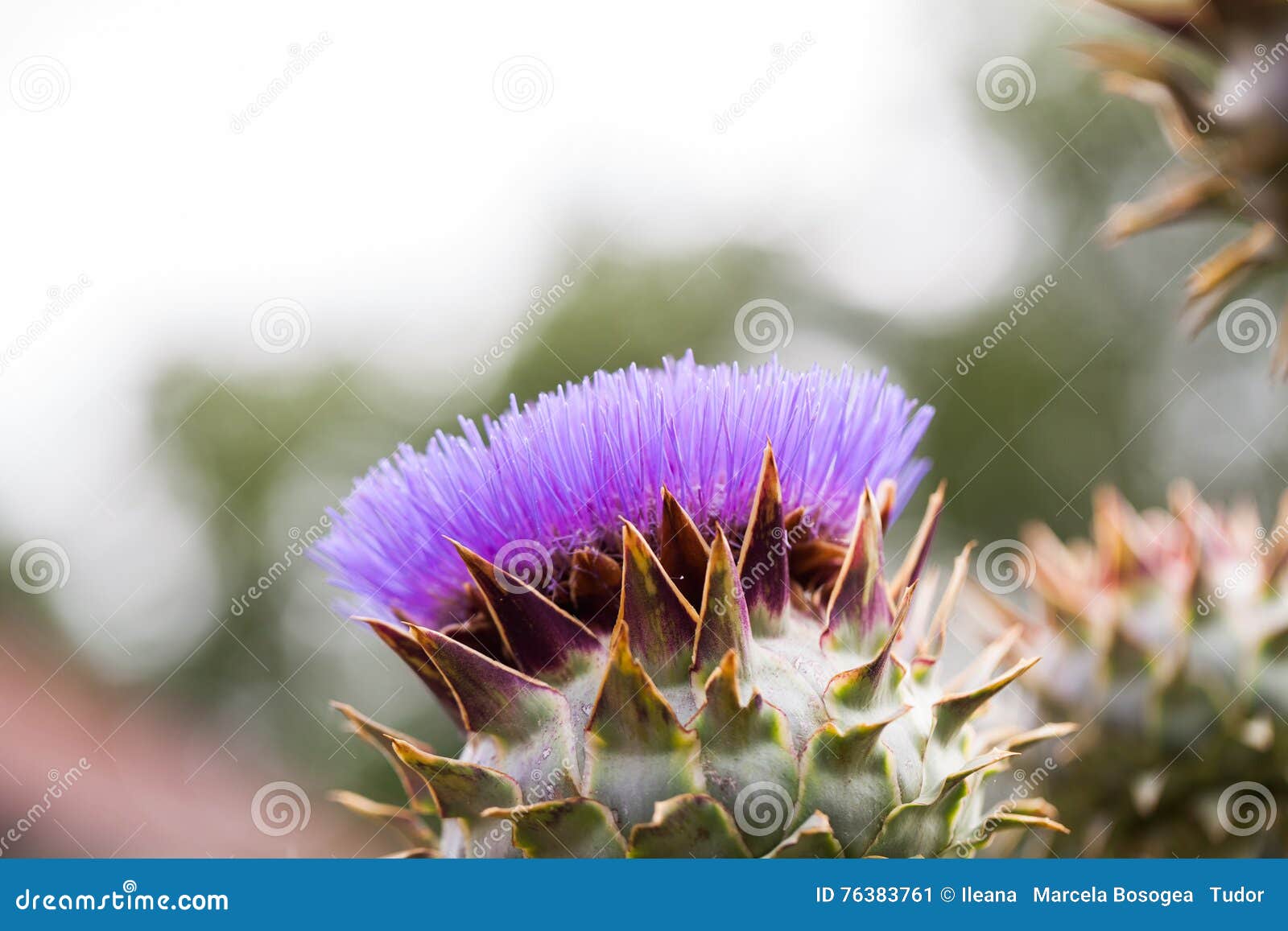 Silybum Marianum - Plant with Flowers Stock Image - Image of ...