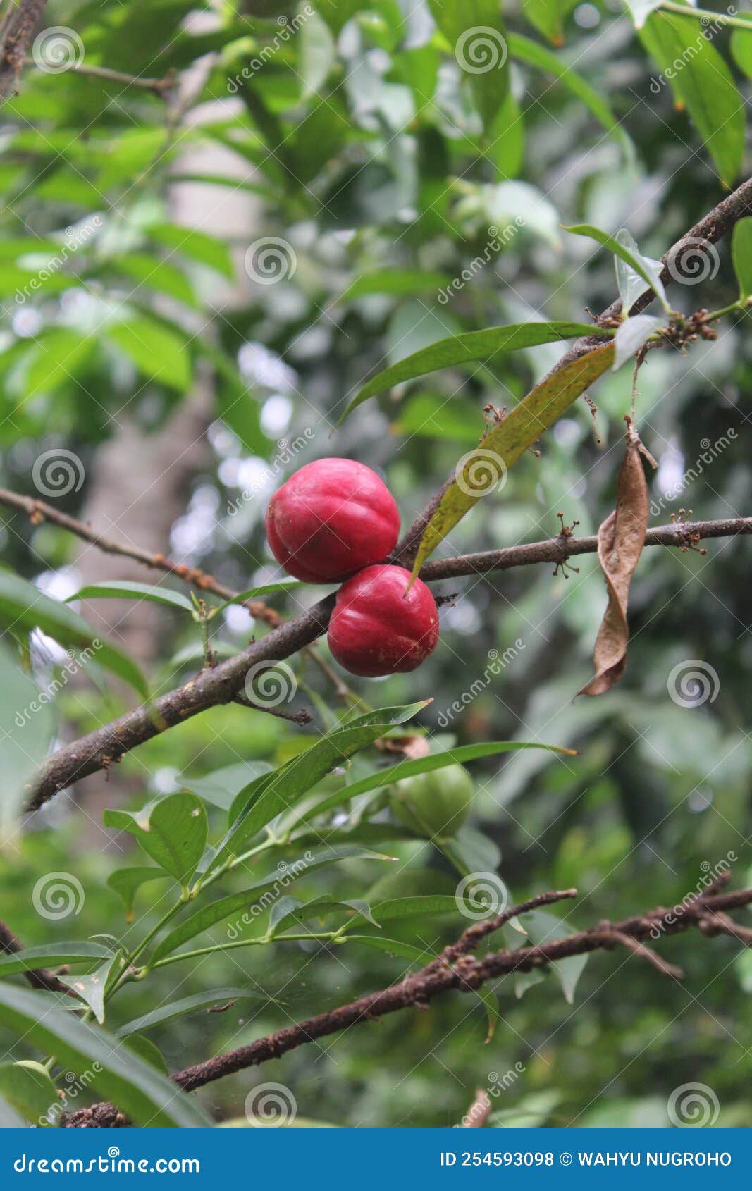 Simalakama Fruit and the Plant Stock Photo - Image of tree, food: 254593098