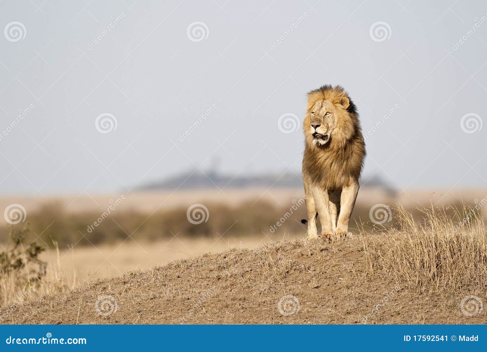Simba stock image. Image of copy, male, mammal, eastern - 17592541