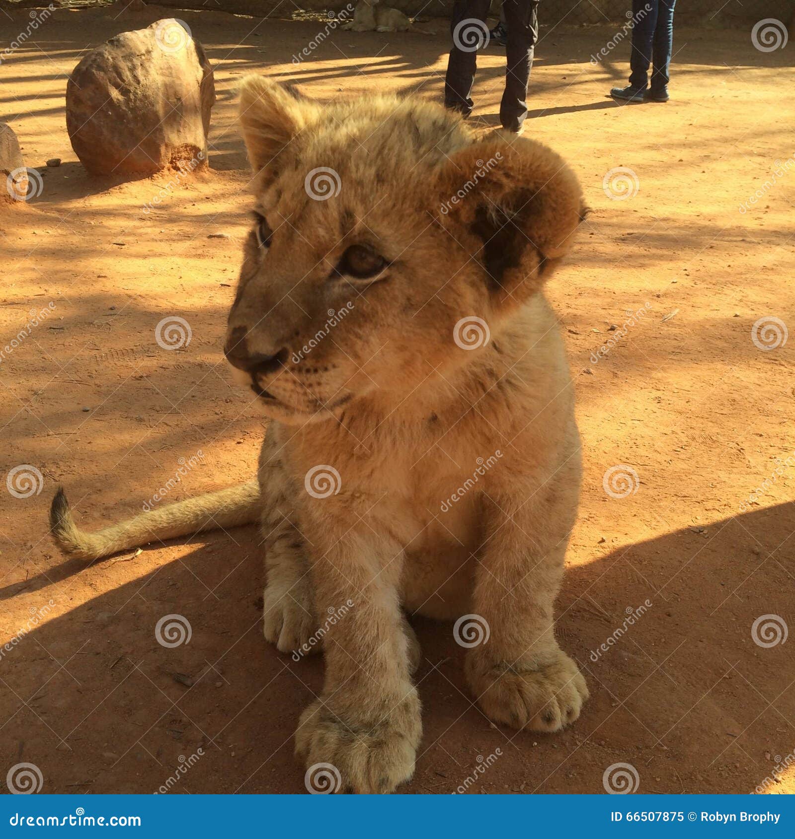 Simba stock image. Image of africa, lion, baby, simba - 66507875
