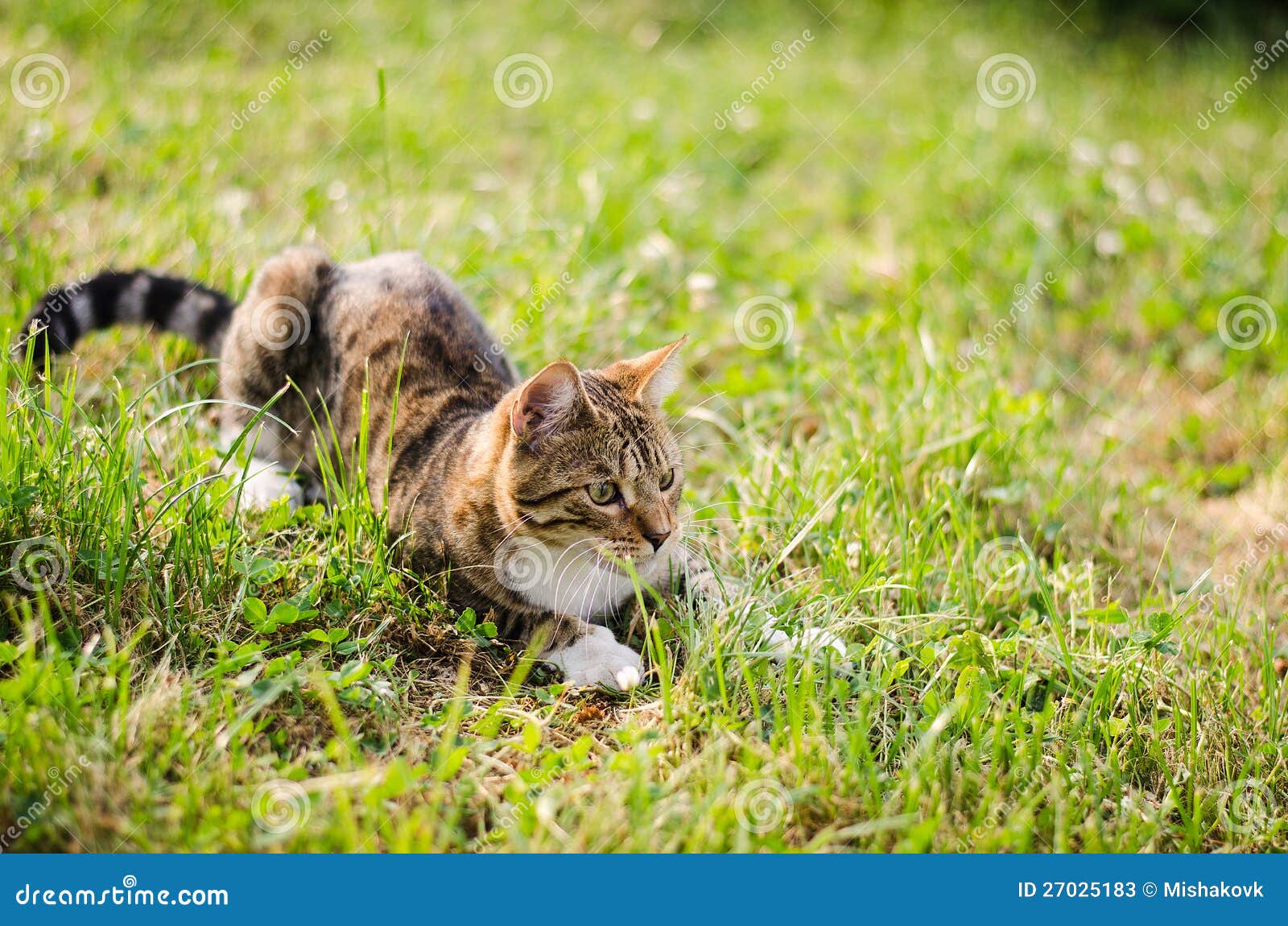 Simba the cat stock image. Image of face, kitten, lovely - 27025183