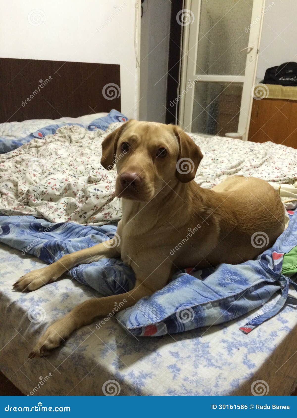 Simba stock photo. Image of golden, puppy, labrador - 39161586