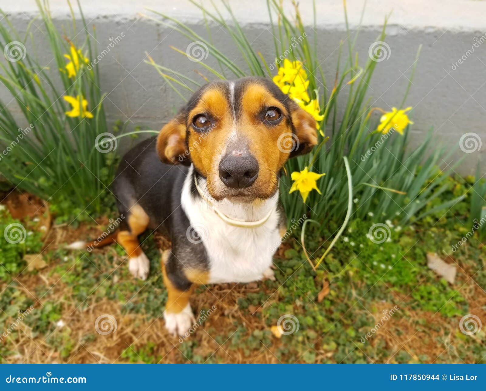 Simba and flowers. stock photo. Image of behaved, simba - 117850944