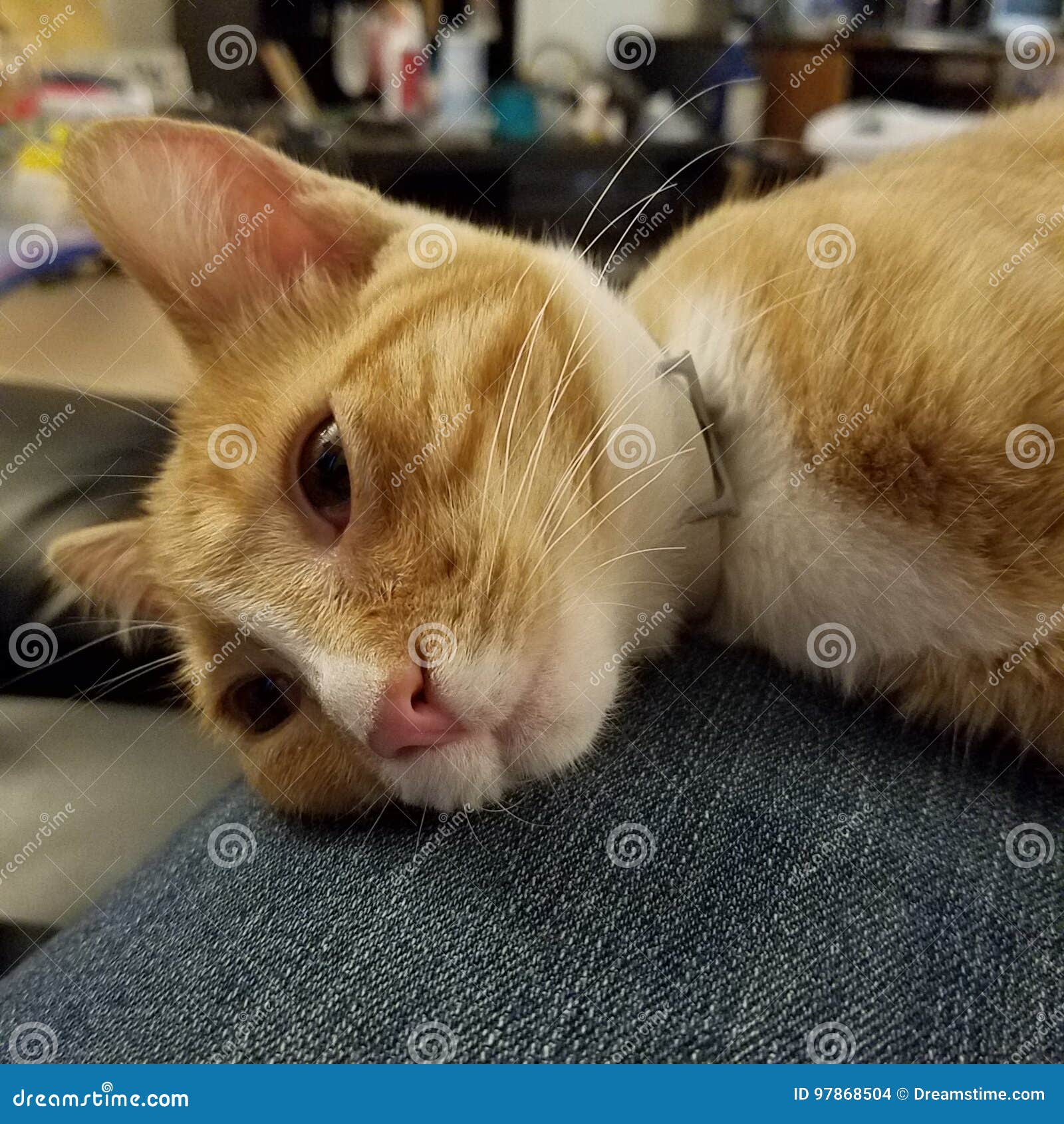 Simba stock photo. Image of kitten, orange, tabby, simba - 97868504