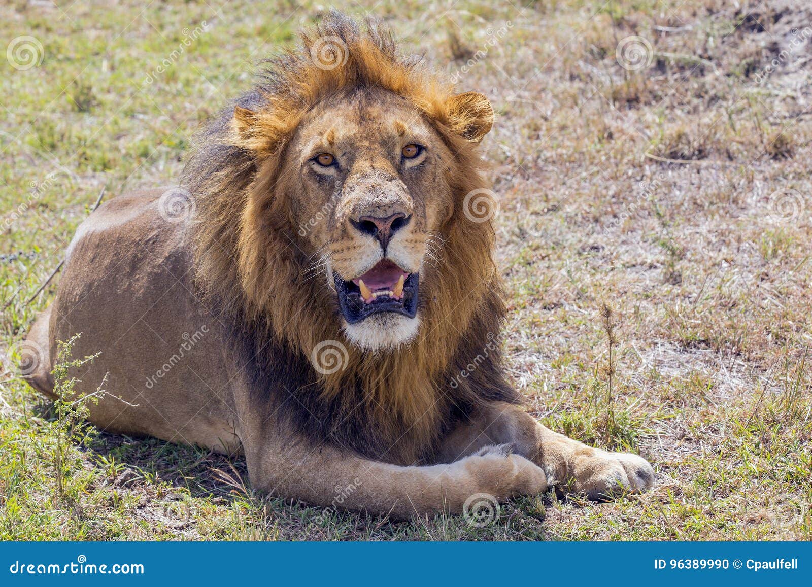 Simba stock photo. Image of predator, danger, kenya, mane - 96389990