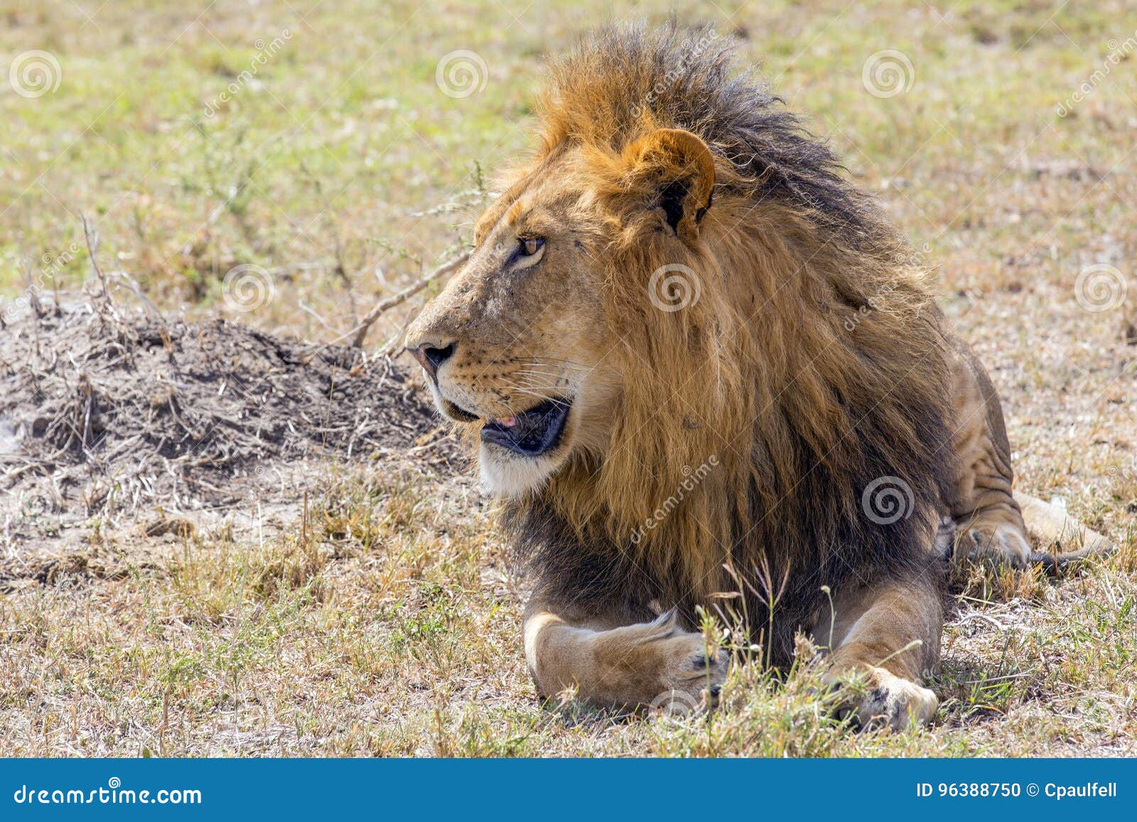 Simba stock photo. Image of predator, panthera, africa - 96388750