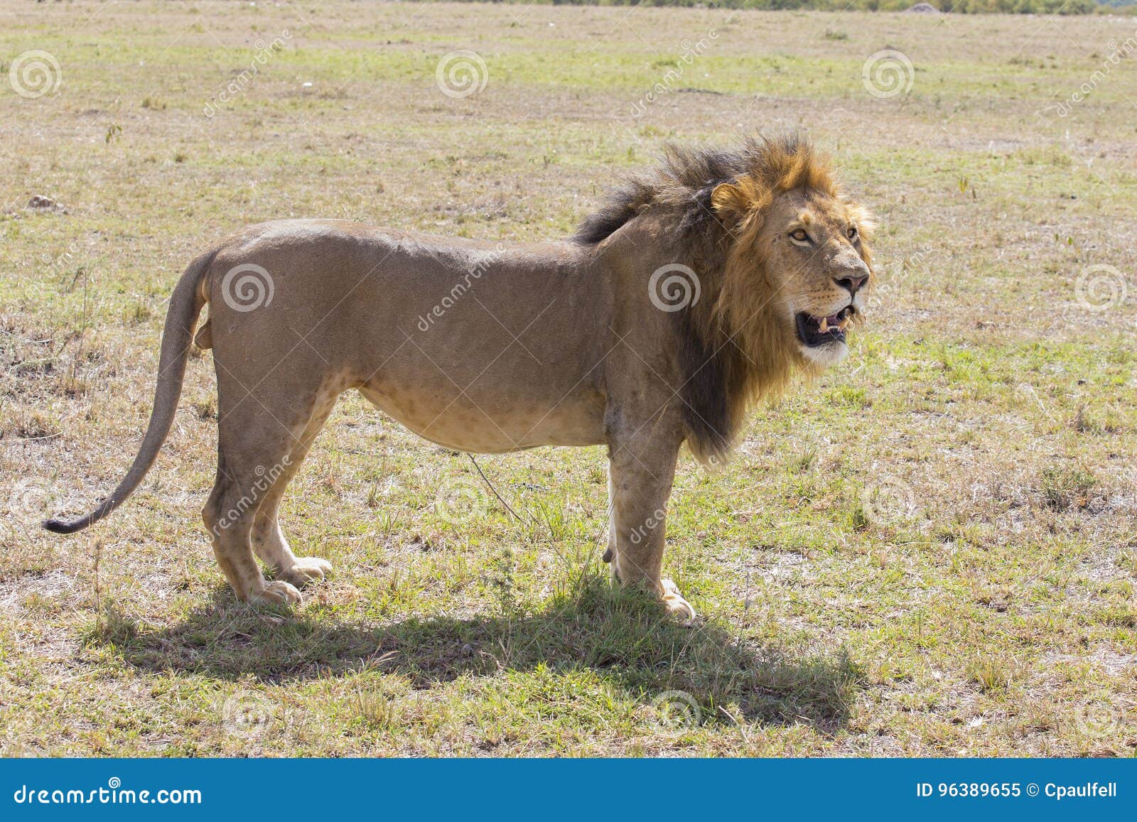 Simba stock image. Image of adult, large, lion, face - 96389655