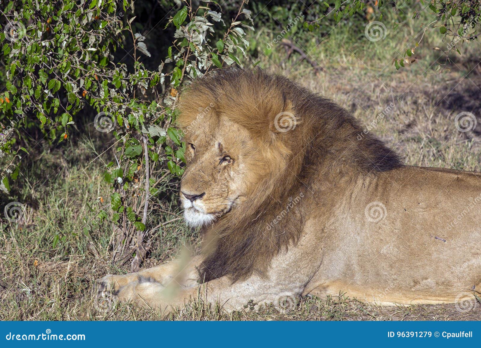 Simba stock image. Image of park, african, carnivore - 96391279