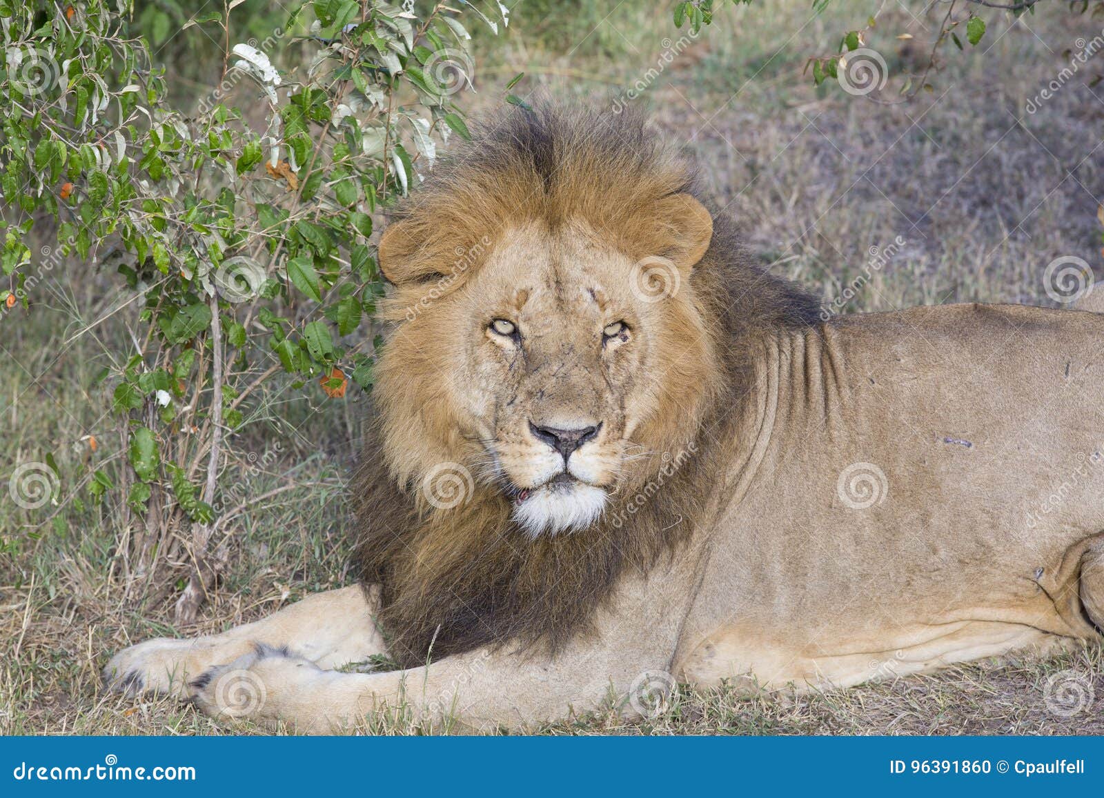 Simba stock photo. Image of carnivore, pride, face, adult - 96391860