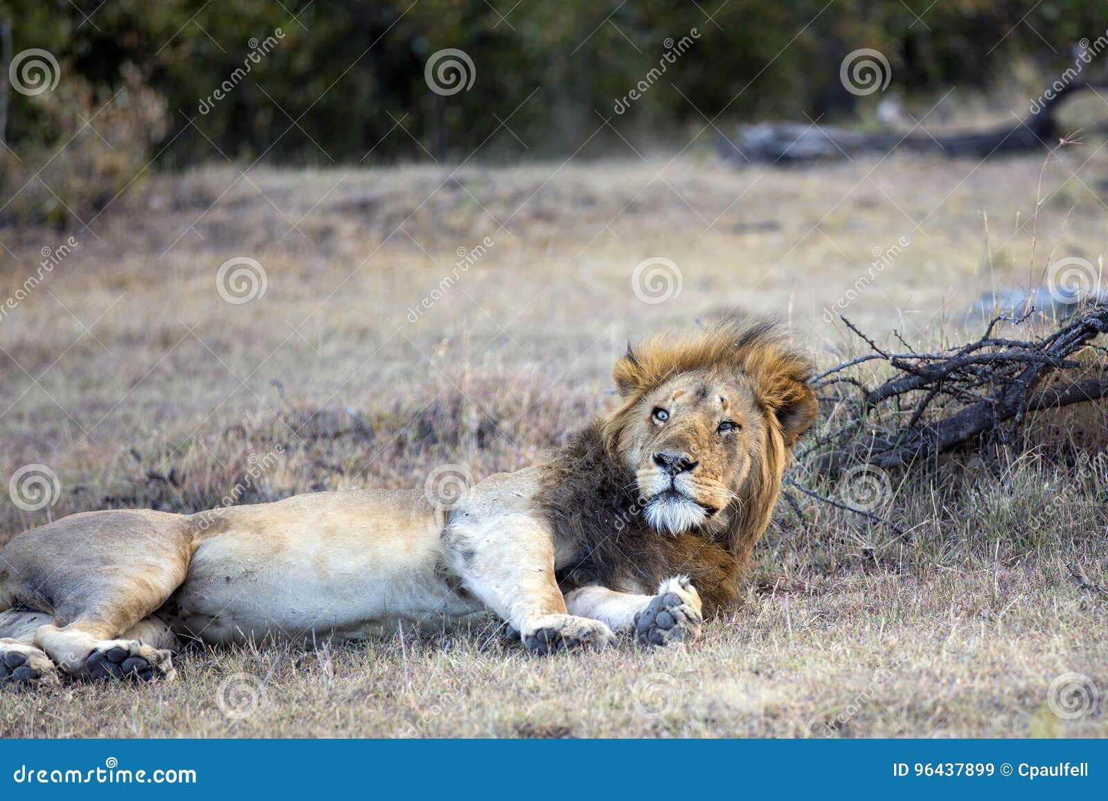 Simba stock image. Image of carnivore, danger, pride - 96437899