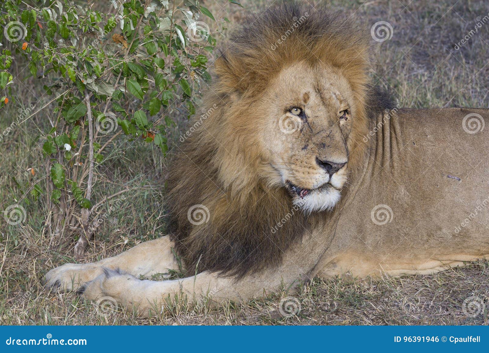 Simba stock photo. Image of face, national, nature, mammal - 96391946