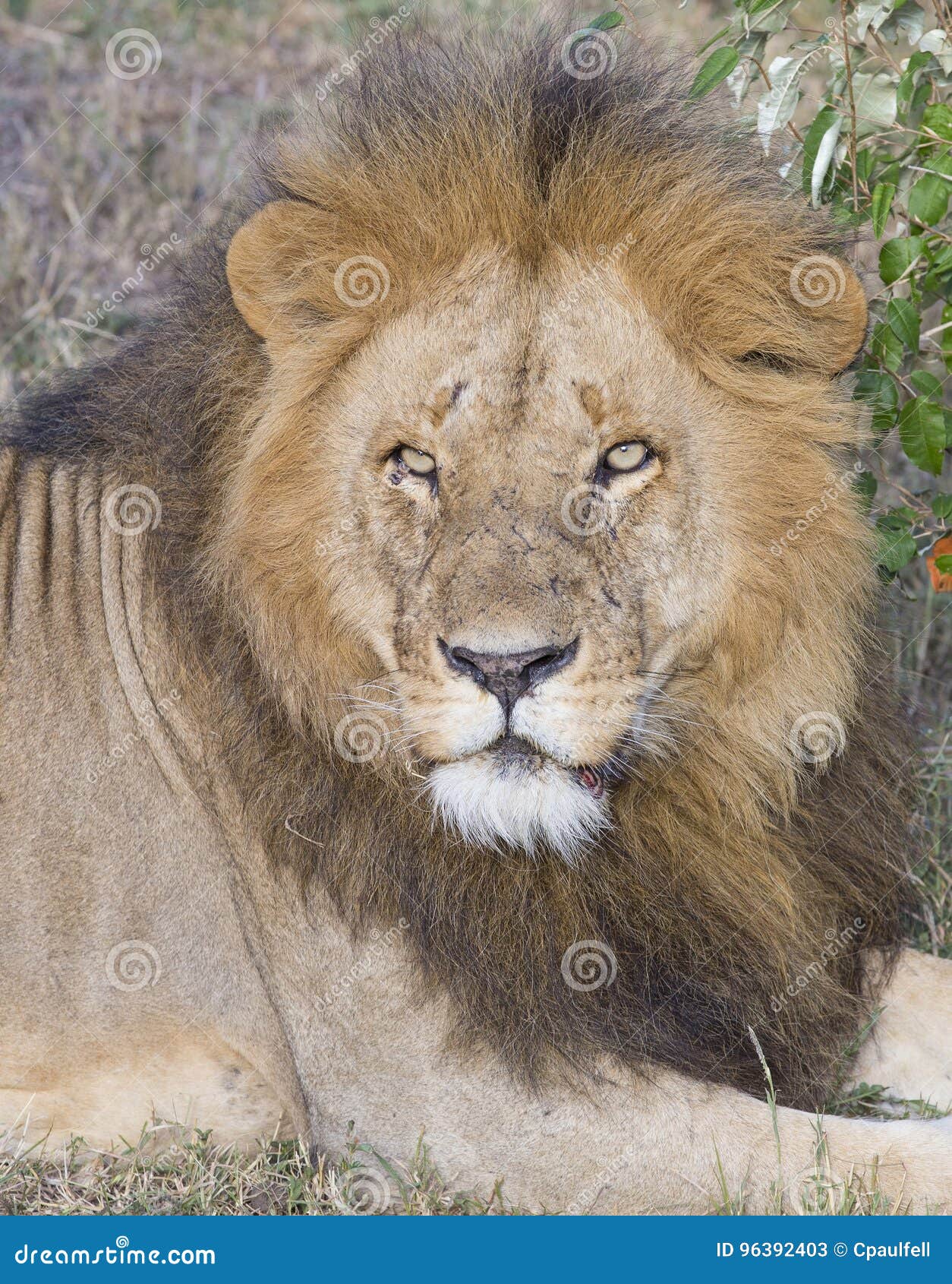 Simba stock image. Image of carnivore, african, environment - 96392403