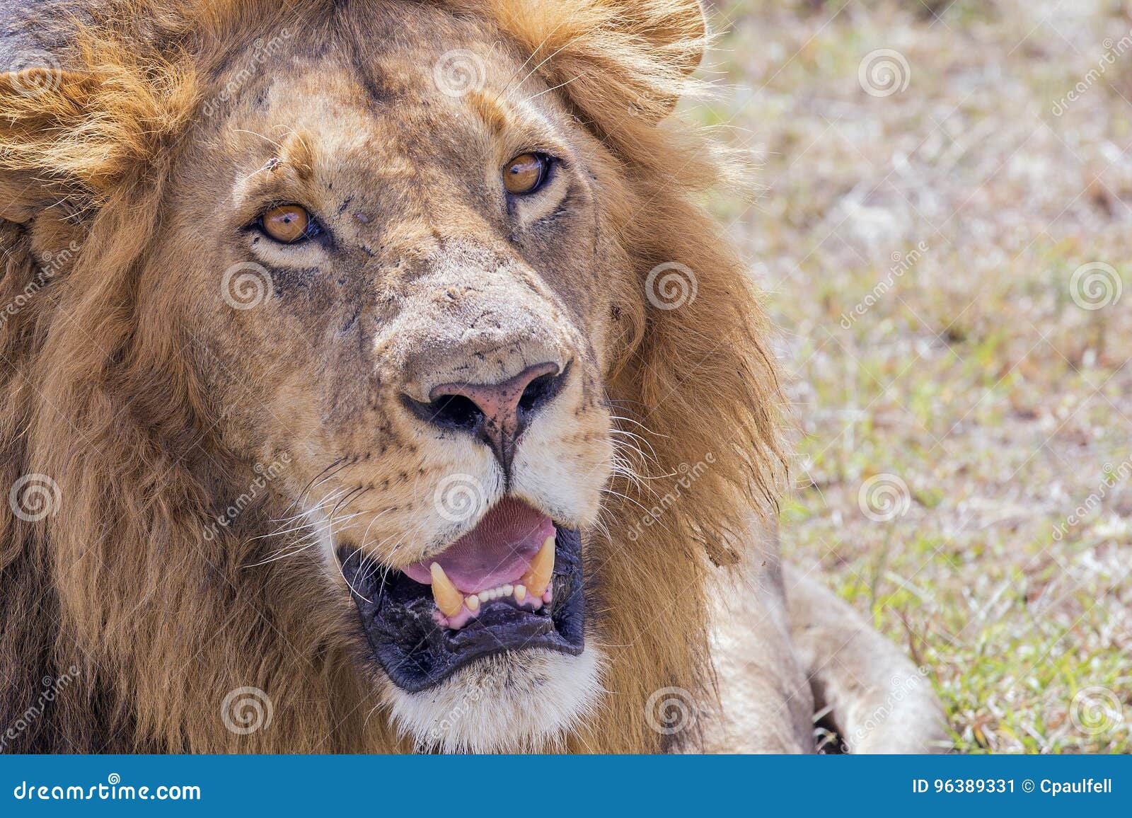 Simba stock image. Image of feline, animal, africa, environment - 96389331