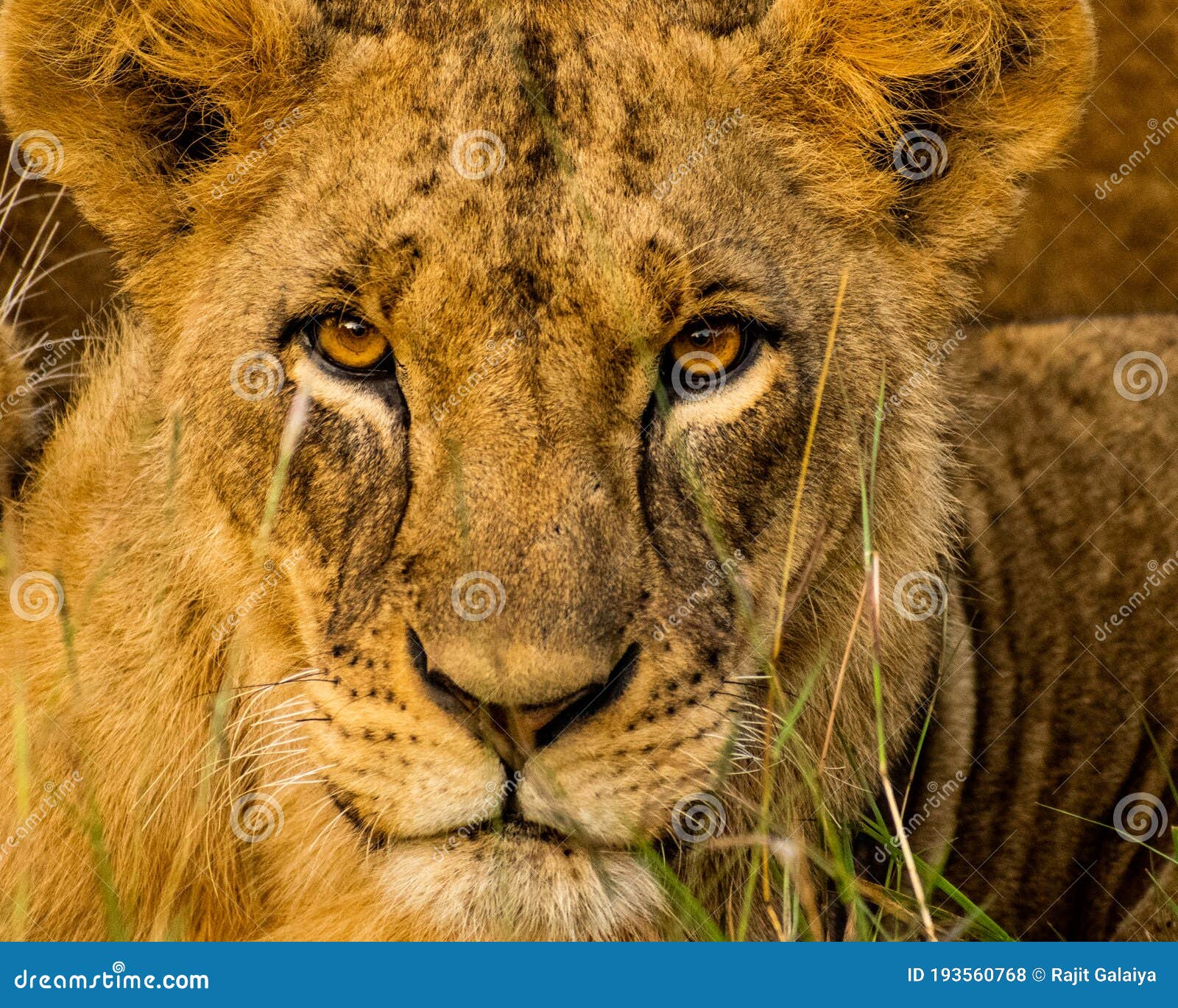 Simba& x27;s Eyes stock photo. Image of lion, wildlife - 193560768