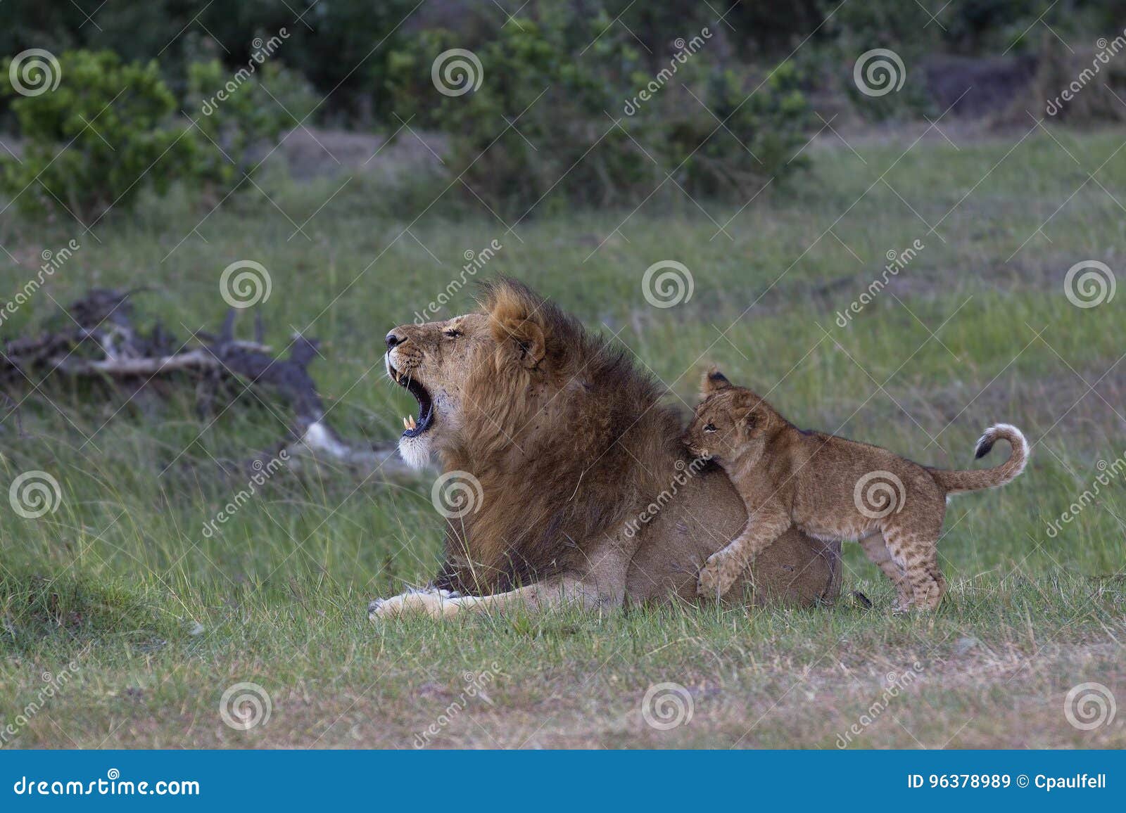 Simba Simba stock image. Image of majestic, african, cubs - 96378989