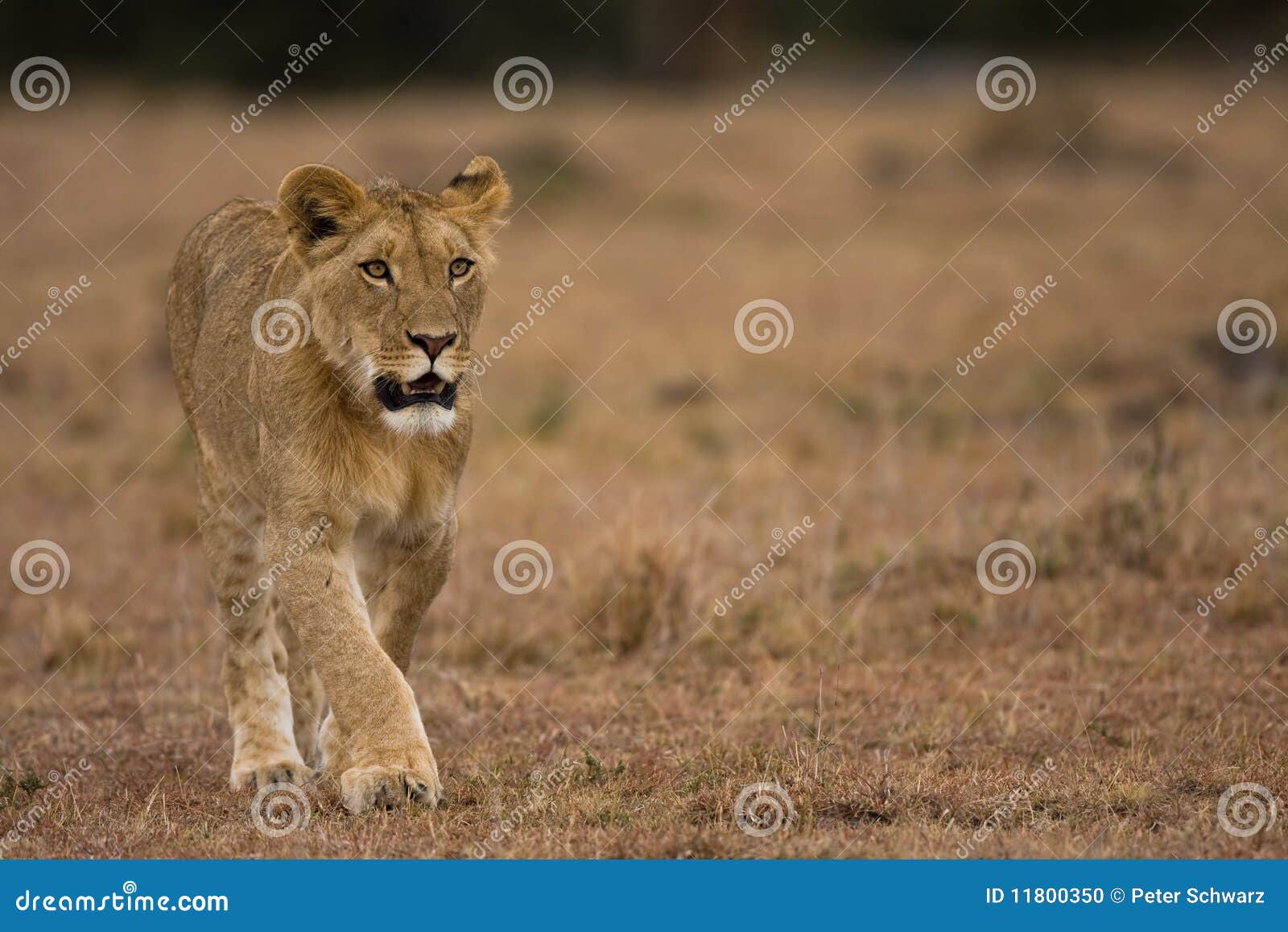 Simba walking stock photo. Image of power, fitness, relaxation - 11800350