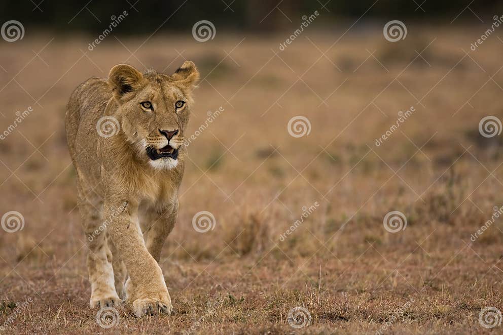 Simba walking stock photo. Image of power, fitness, relaxation - 11800350