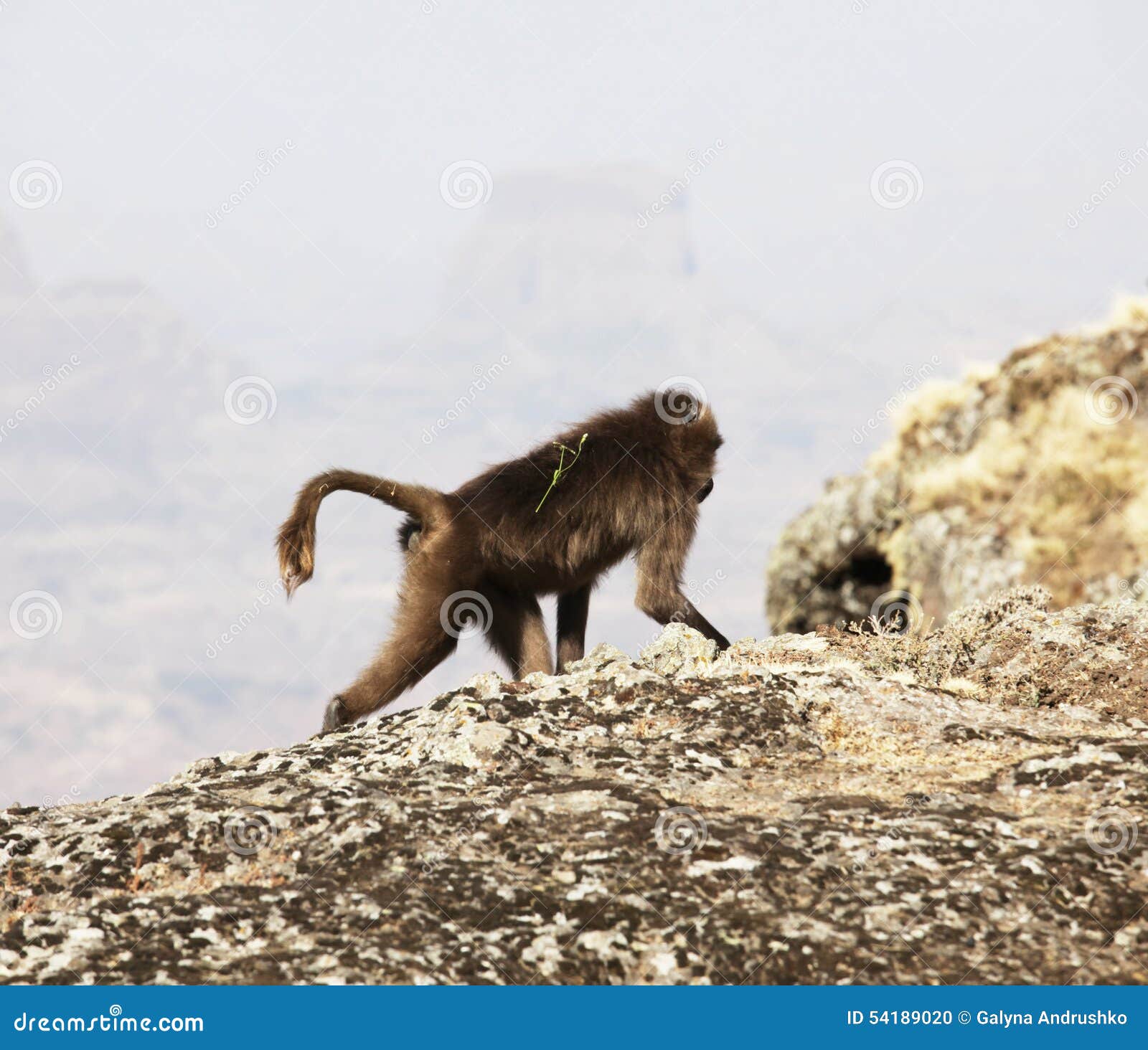 Simeon mountains stock photo. Image of landscape, primate - 54189020
