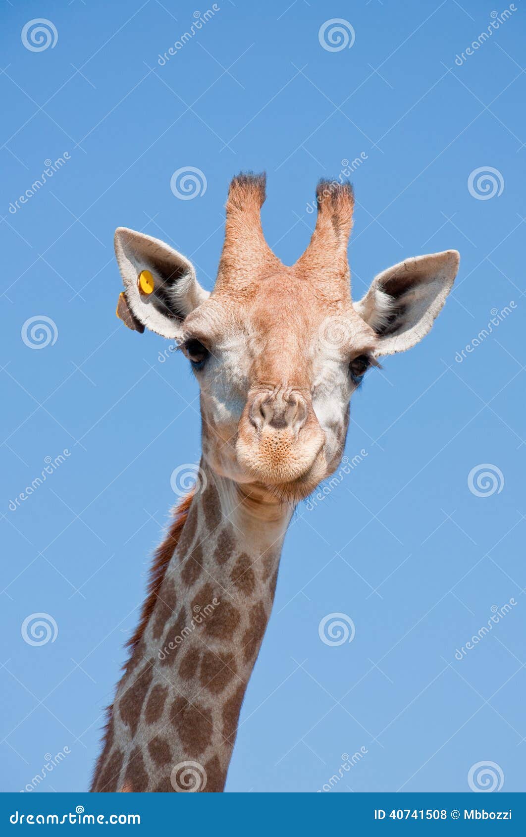 Simile giraffe stock photo. Image of safari, giraffa - 40741508