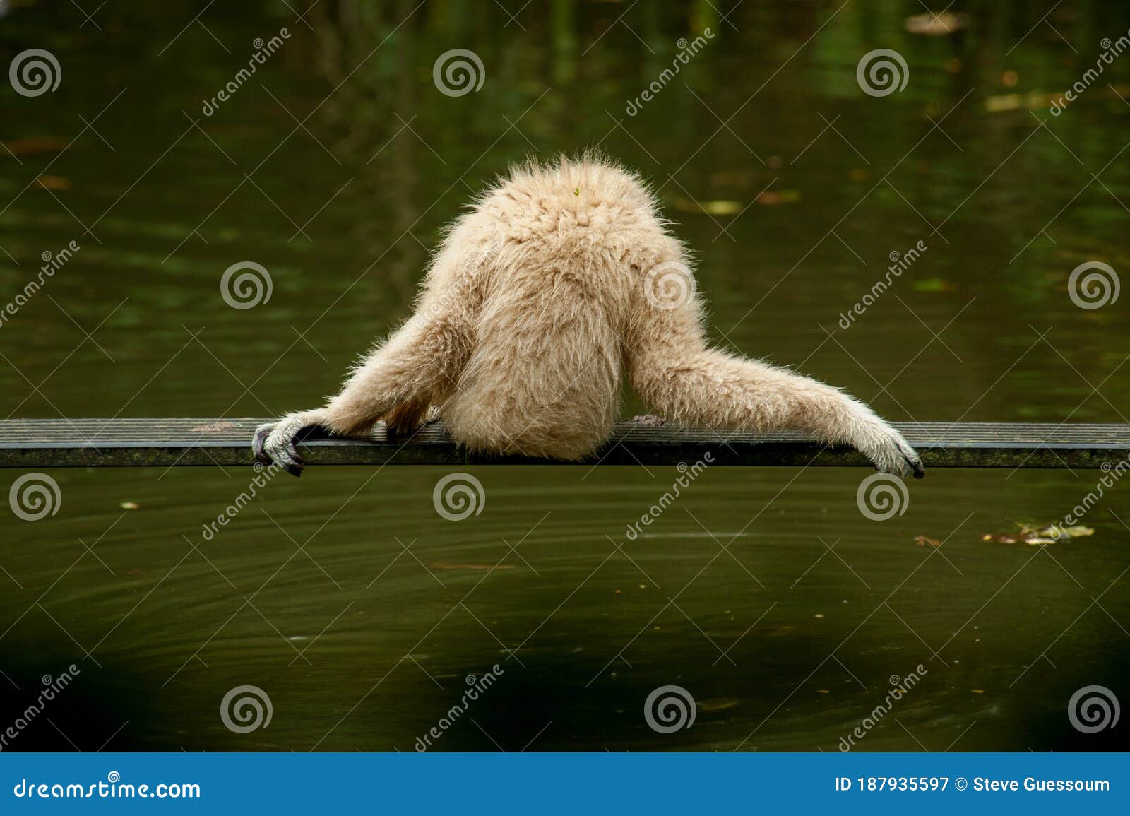 Simio sentado en una tabla imagen de archivo. Imagen de hierba - 187935597