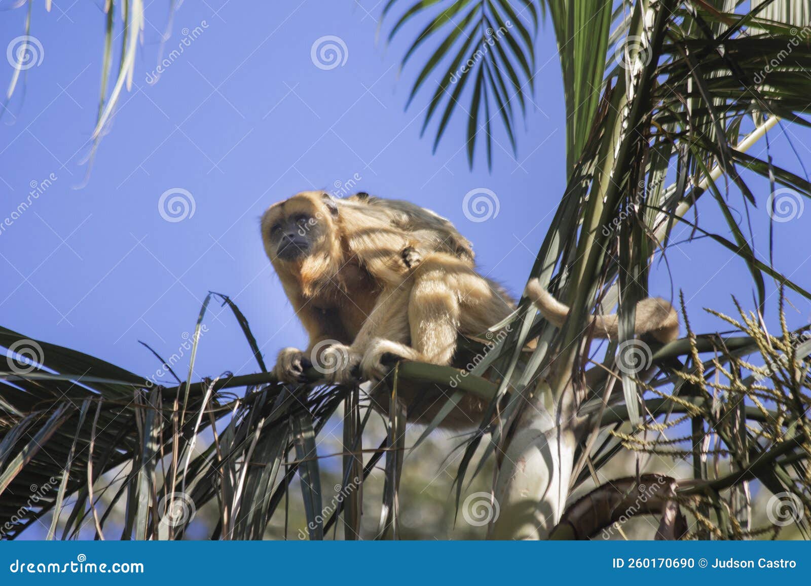 Simios de brasil. foto de archivo. Imagen de exterior - 260170690