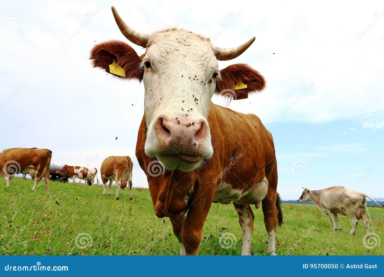 Simmental Beef with Horns on a Pasture Stock Photo - Image of cattle ...
