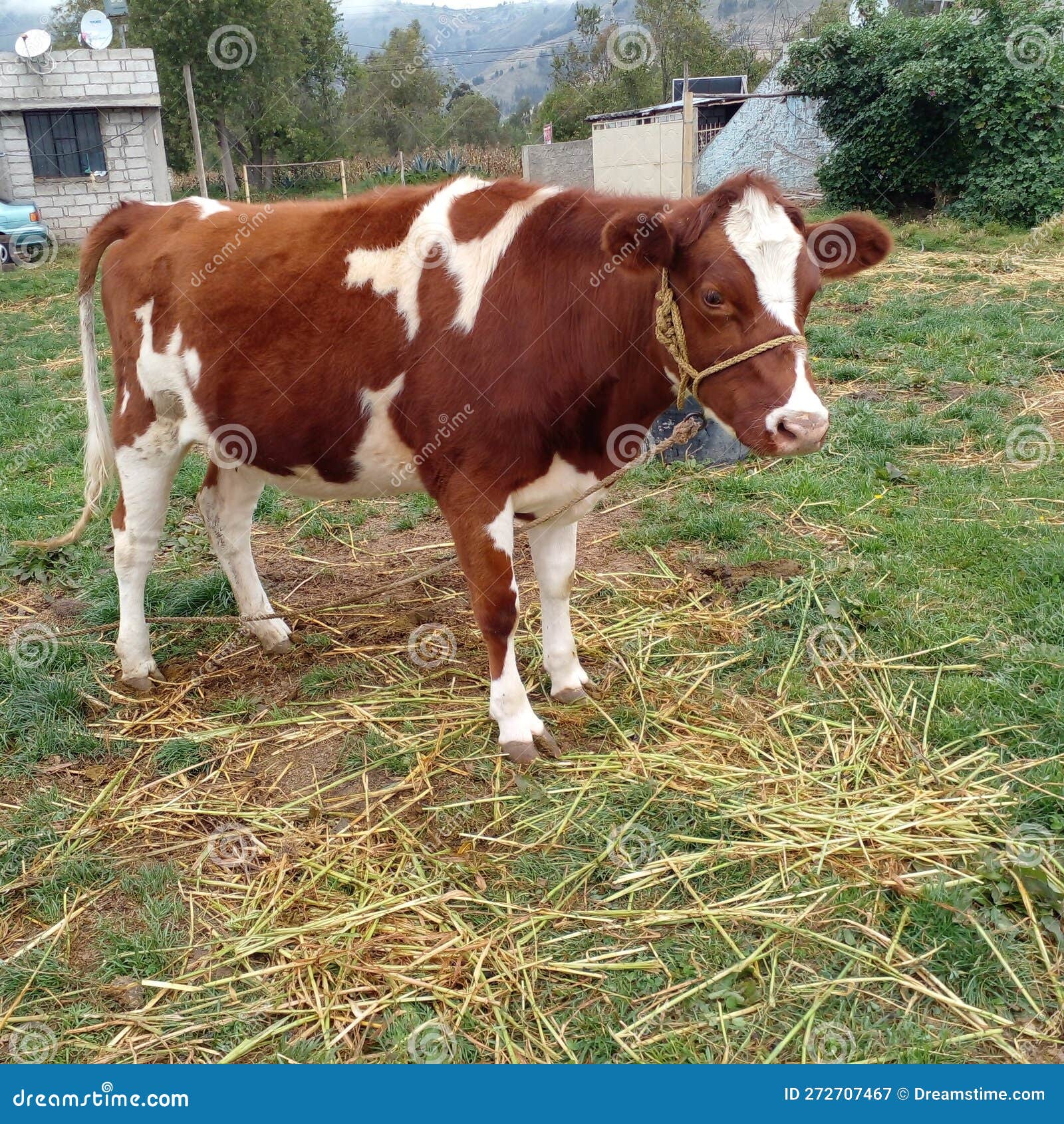 Simmental Breed Cow Happy in the Field Stock Image - Image of happin ...