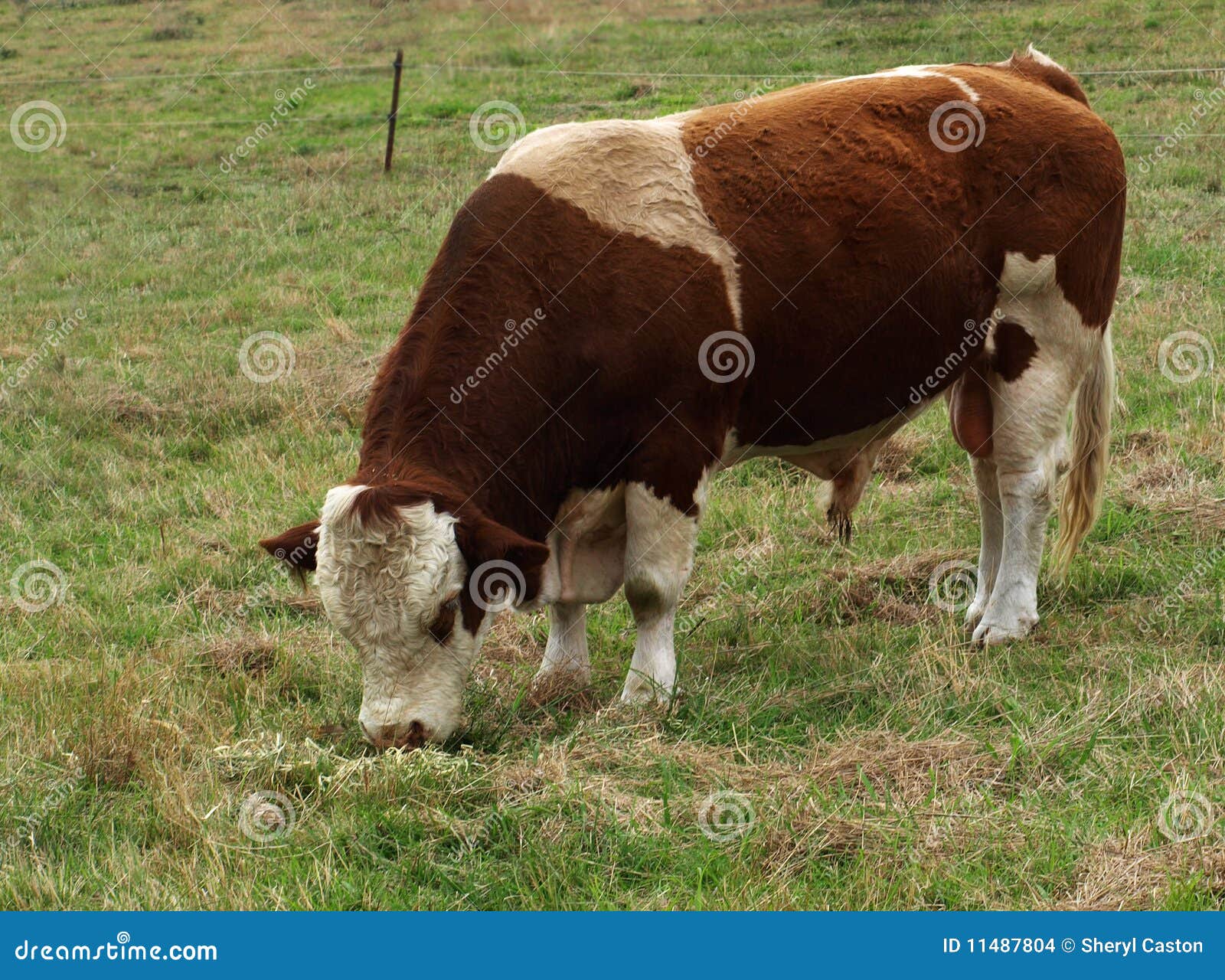 Simmental Bull Australian Beef Cattle Breed Stock Photo - Image of ...