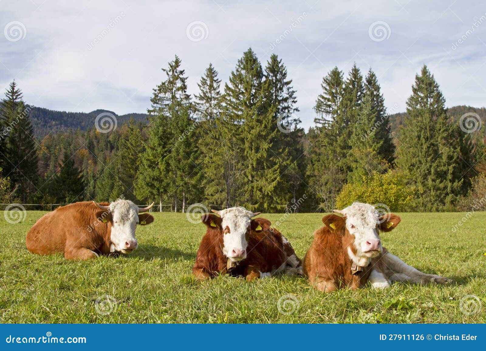 Simmental cattle stock photo. Image of pastures, mountains - 27911126