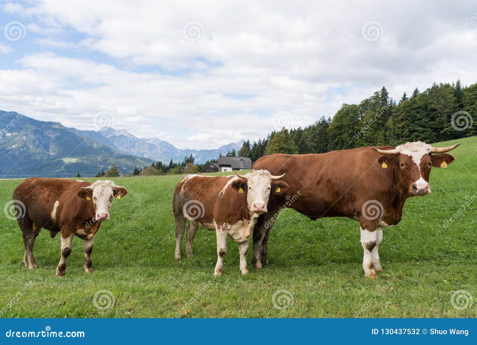 Simmental cattle stock photo. Image of beef, farm, pasture - 130437532