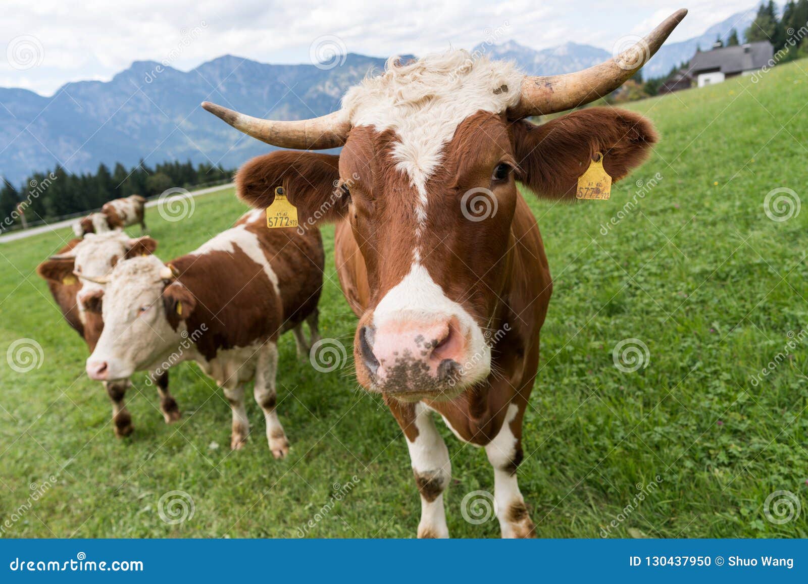 Simmental Cattle Stock Photography | CartoonDealer.com #130437950