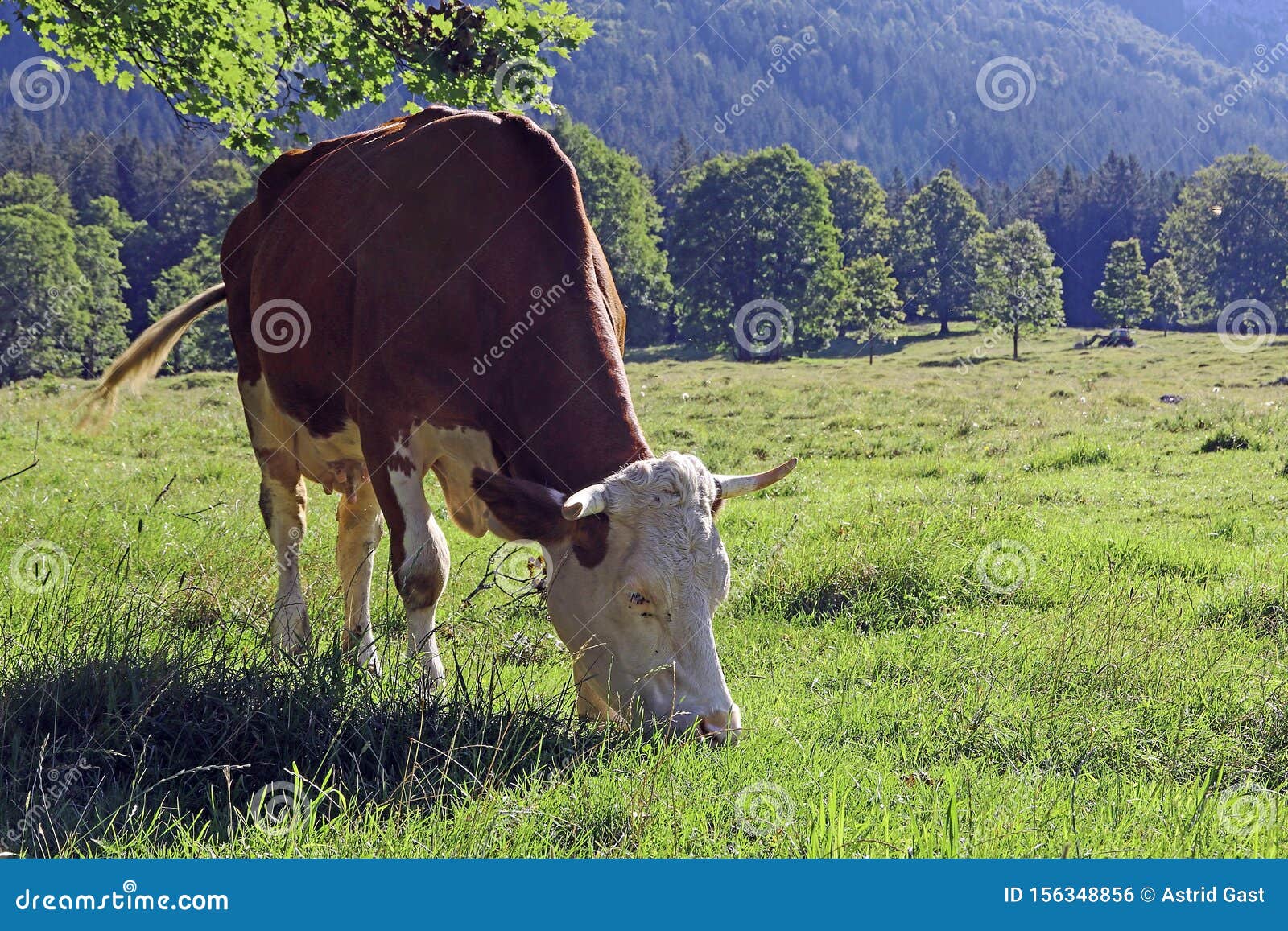 A Simmental Cattle with Horns in the Mountains of Bavaria Stock Photo ...