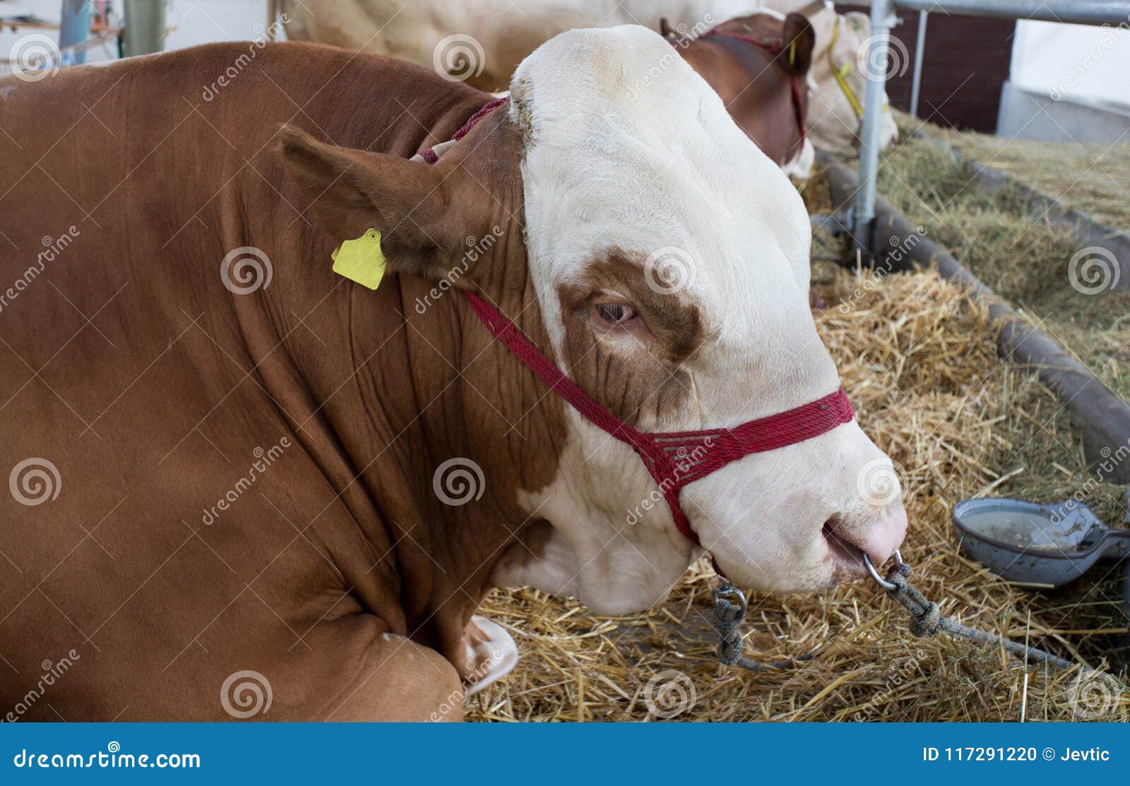 Simmental cattle in stable stock photo. Image of breeding - 117291220