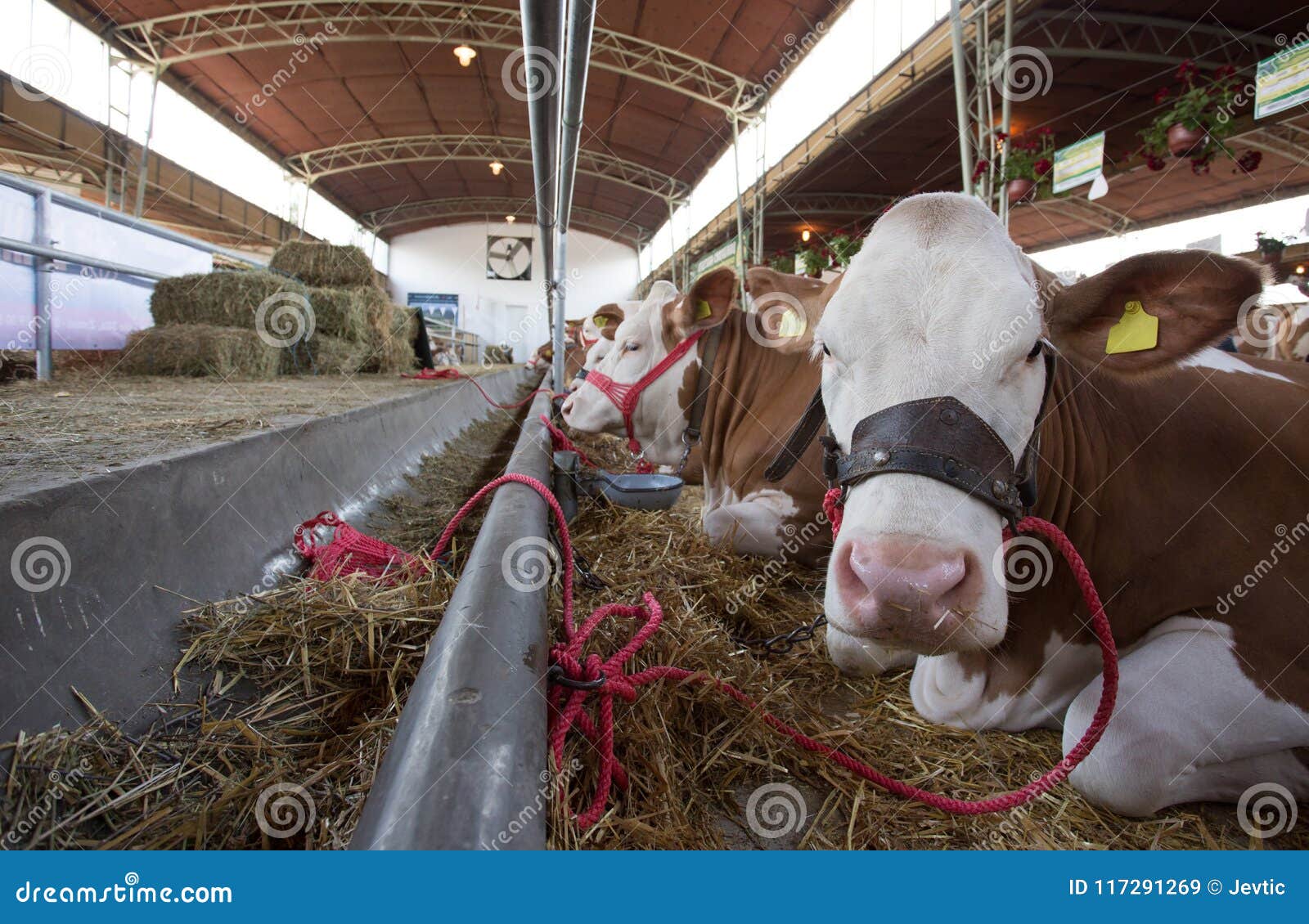 Simmental cattle in stable stock image. Image of fodder - 117291269