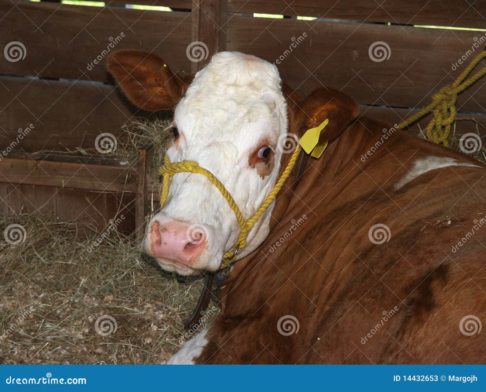 Simmental Cow stock image. Image of stall, dehorned, domestic - 14432653