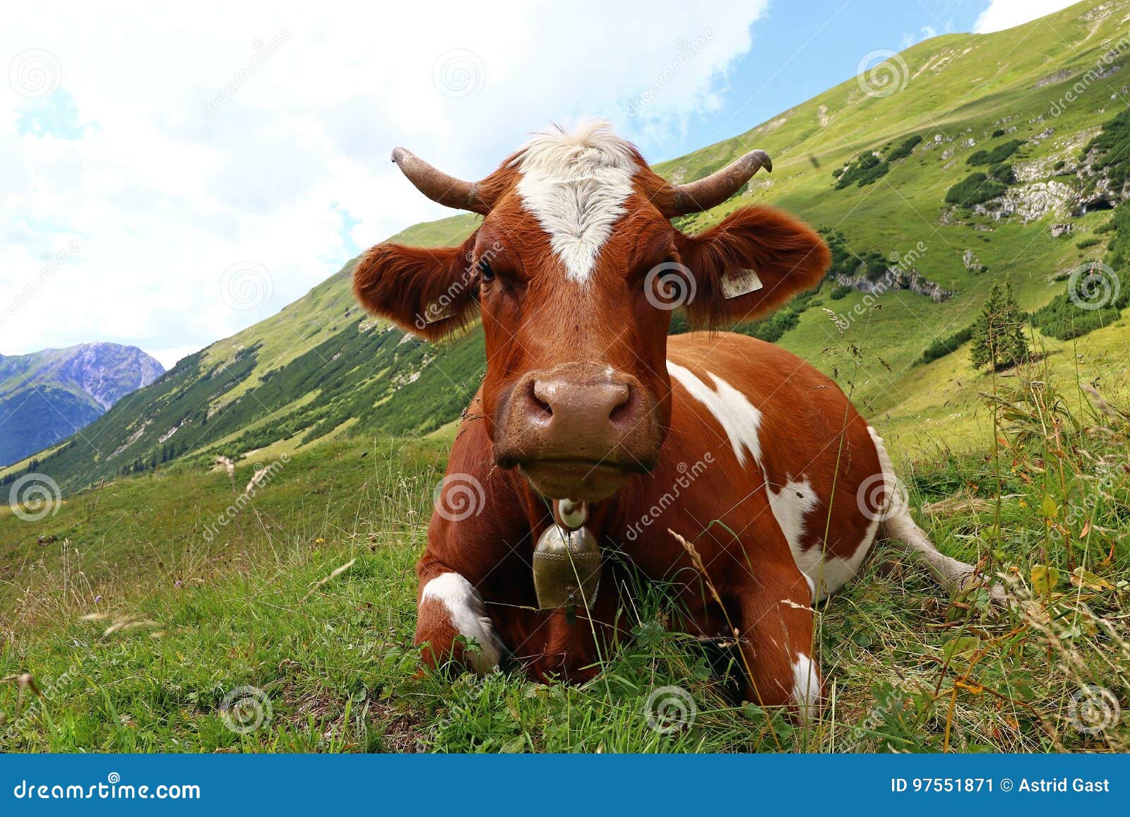 Simmental Cow with Horns and Bell in the Mountains Stock Image - Image ...