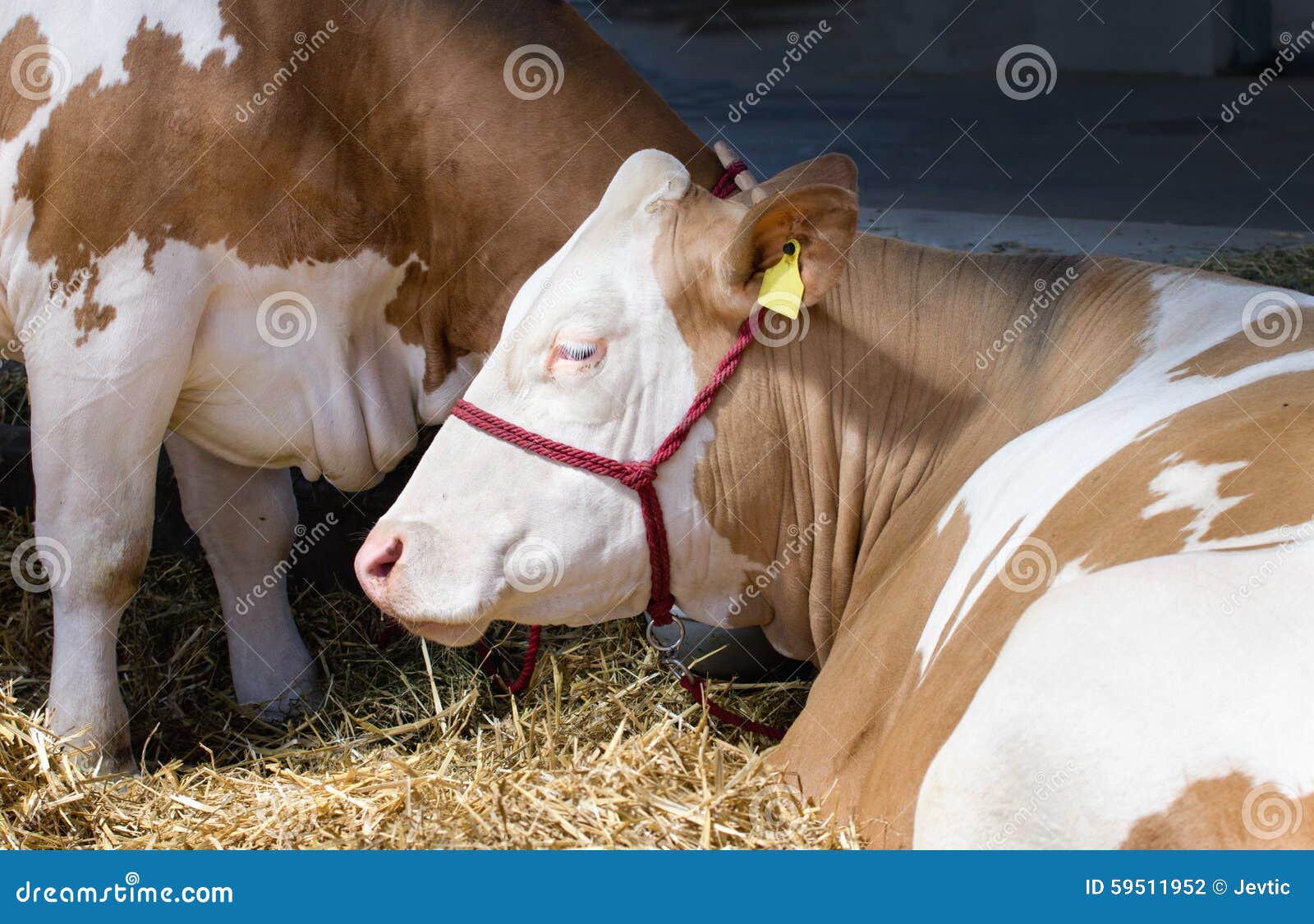 Simmental cow stock photo. Image of rural, ranch, head - 59511952