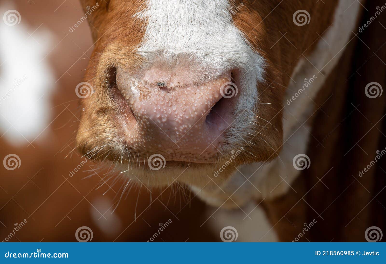 Simmental cow`s muzzle stock image. Image of head, close - 218560985