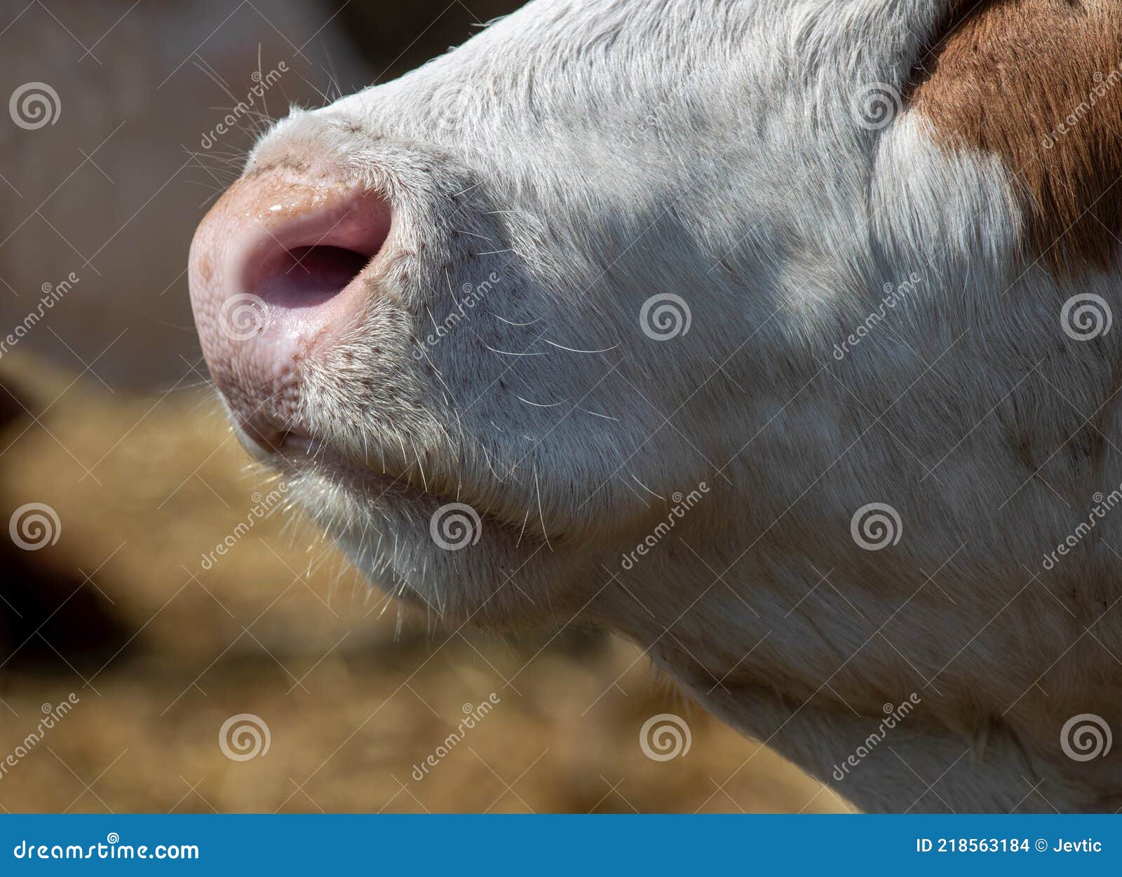 Simmental cow`s muzzle stock photo. Image of agriculture - 218563184