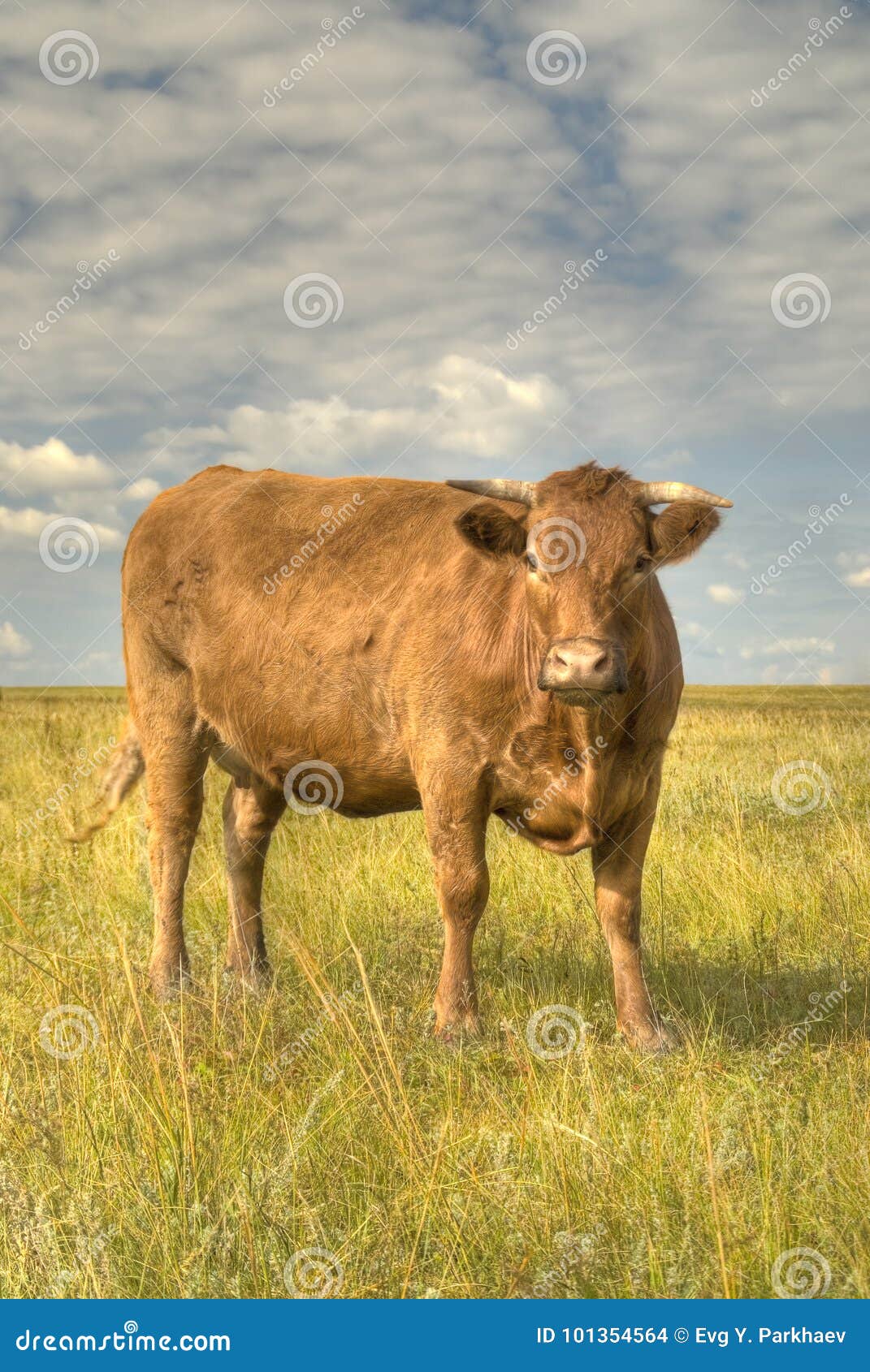 Simmental cow stock photo. Image of head, troitsk, milk - 101354564